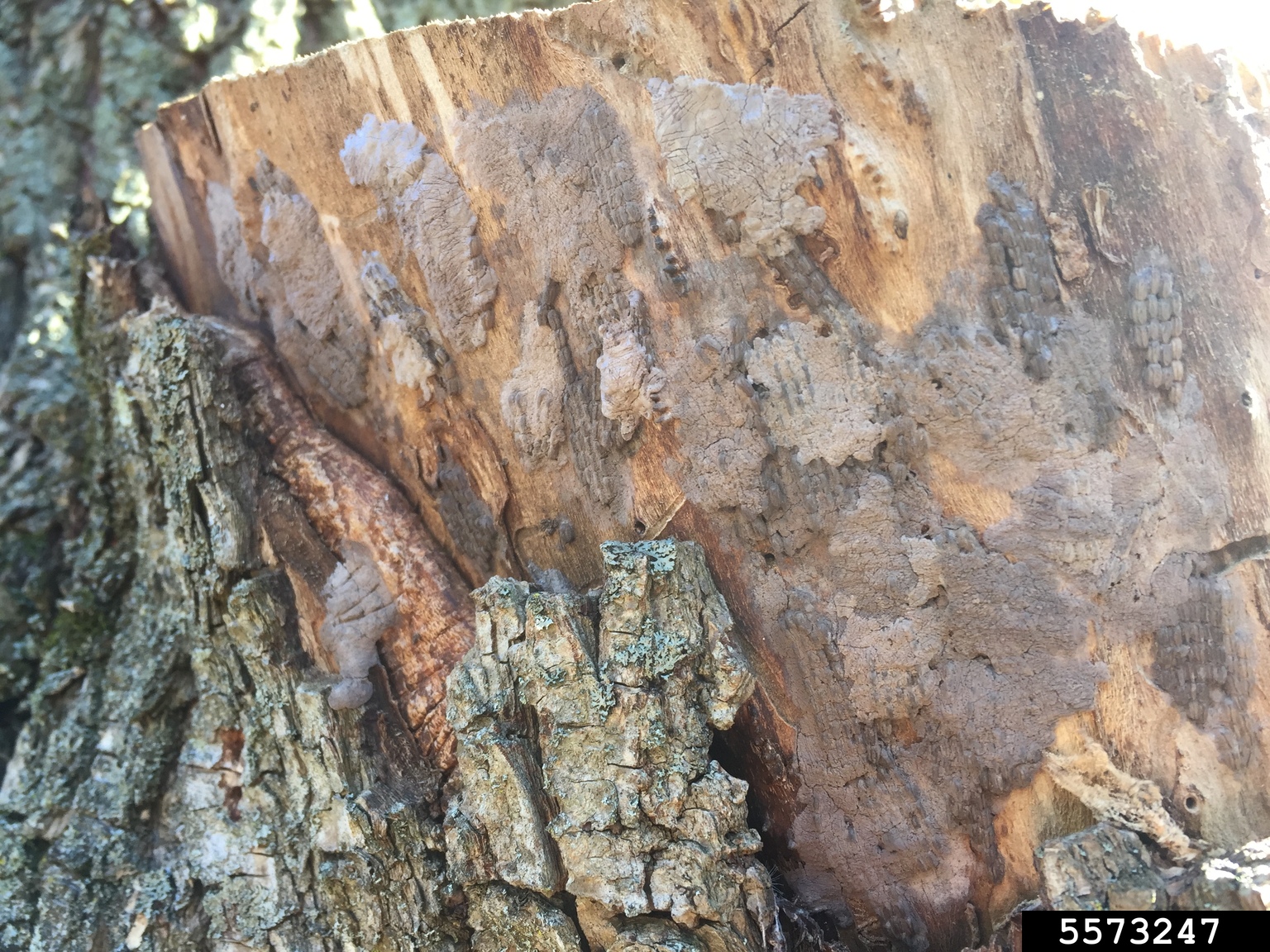 spotted lanternfly (Lycorma delicatula)