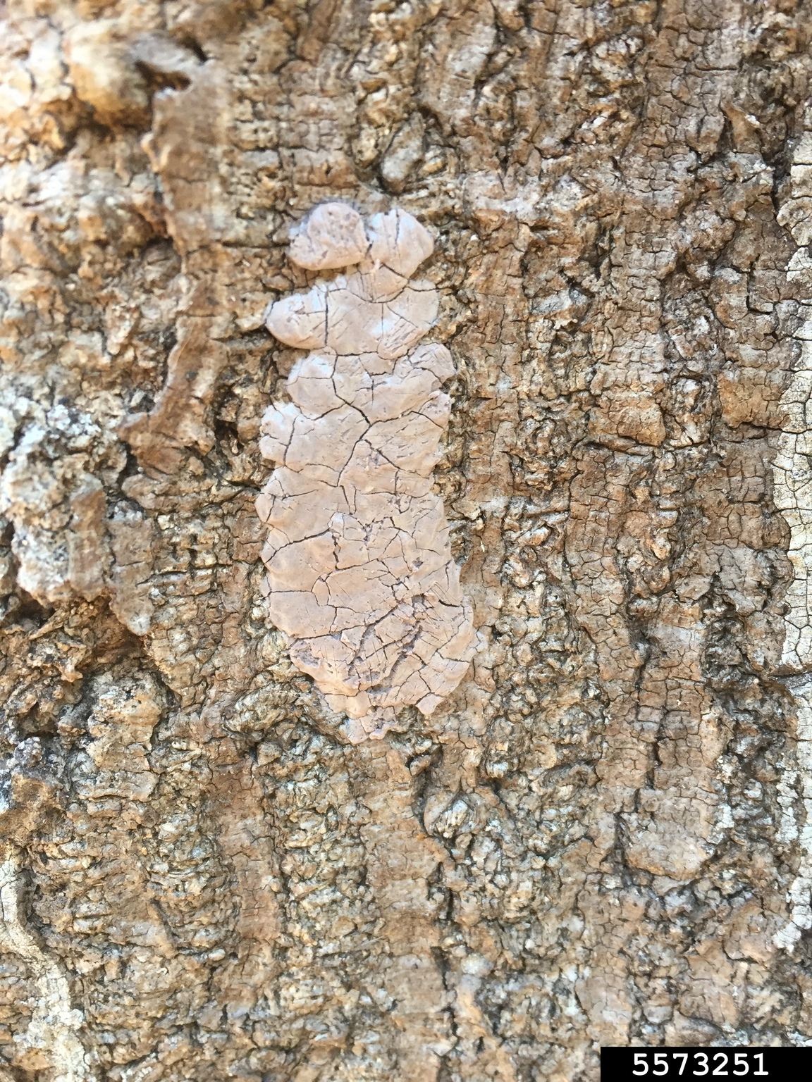 spotted lanternfly (Lycorma delicatula (White, 1845))
