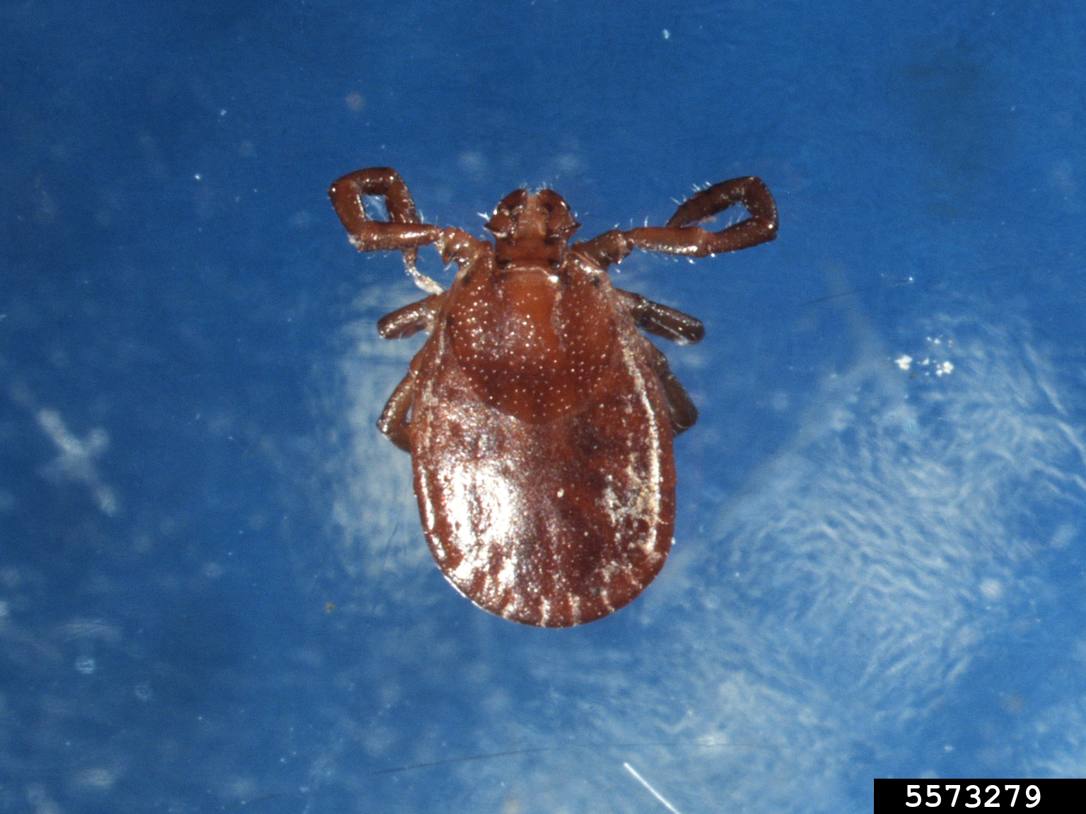 Asian longhorned tick (Haemaphysalis longicornis Neumann, 1901)