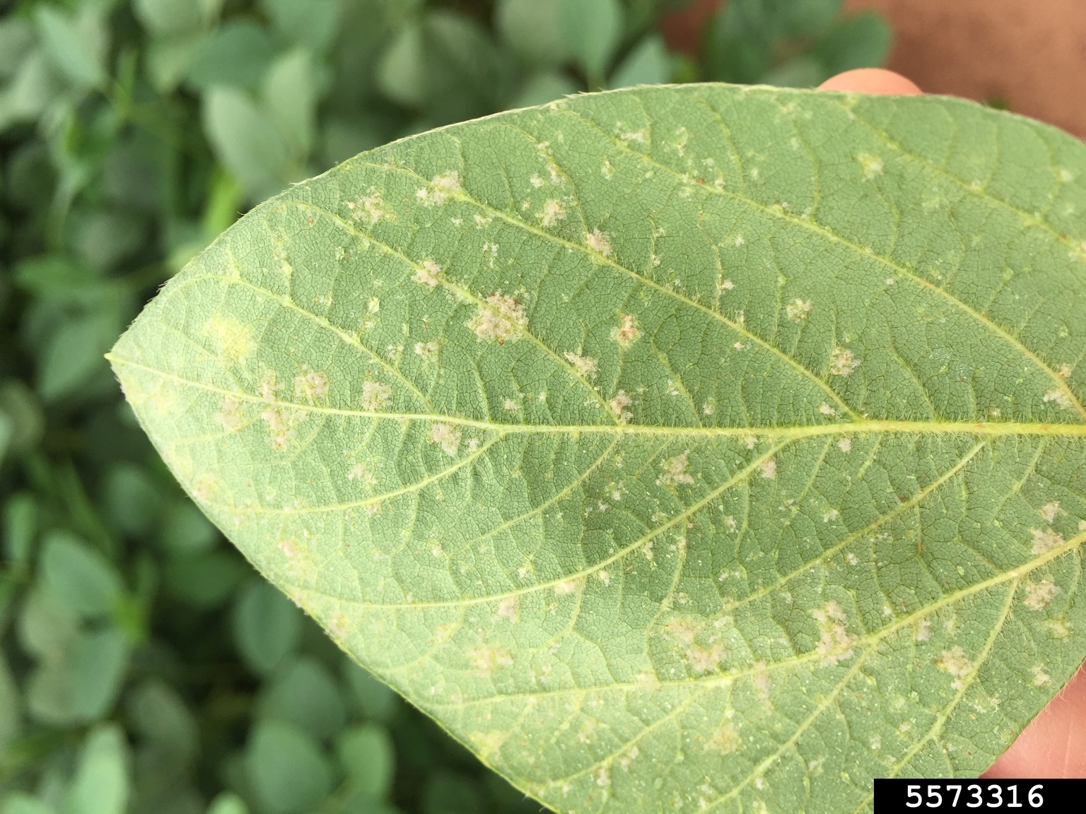 downy mildew (Peronospora manshurica (Naumov) Syd. In Gaum.)