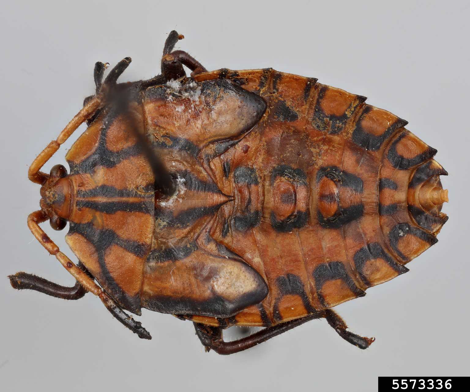 stink bug (Piezosternum subulatum (Thunberg))