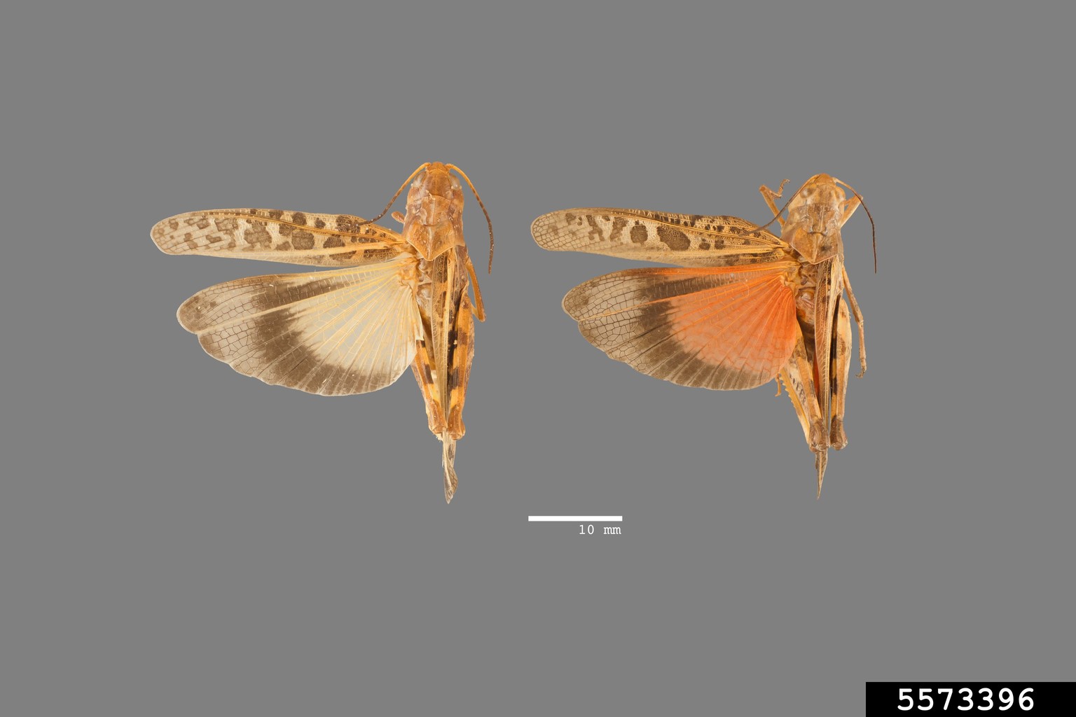 wrinkled grasshopper (Hippiscus ocelote (Saussure, 1861))