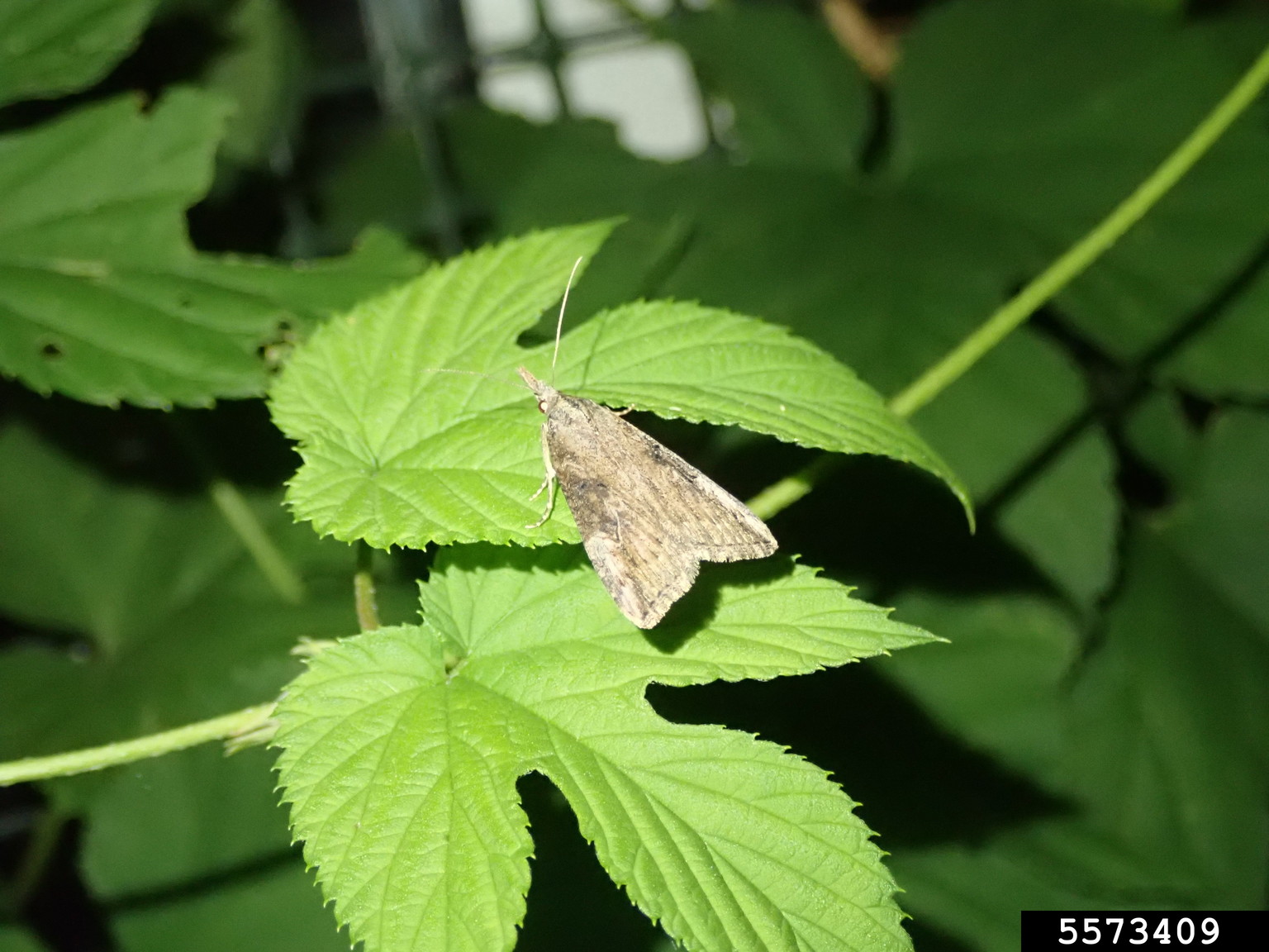 hop looper (Hypena humuli Harris)
