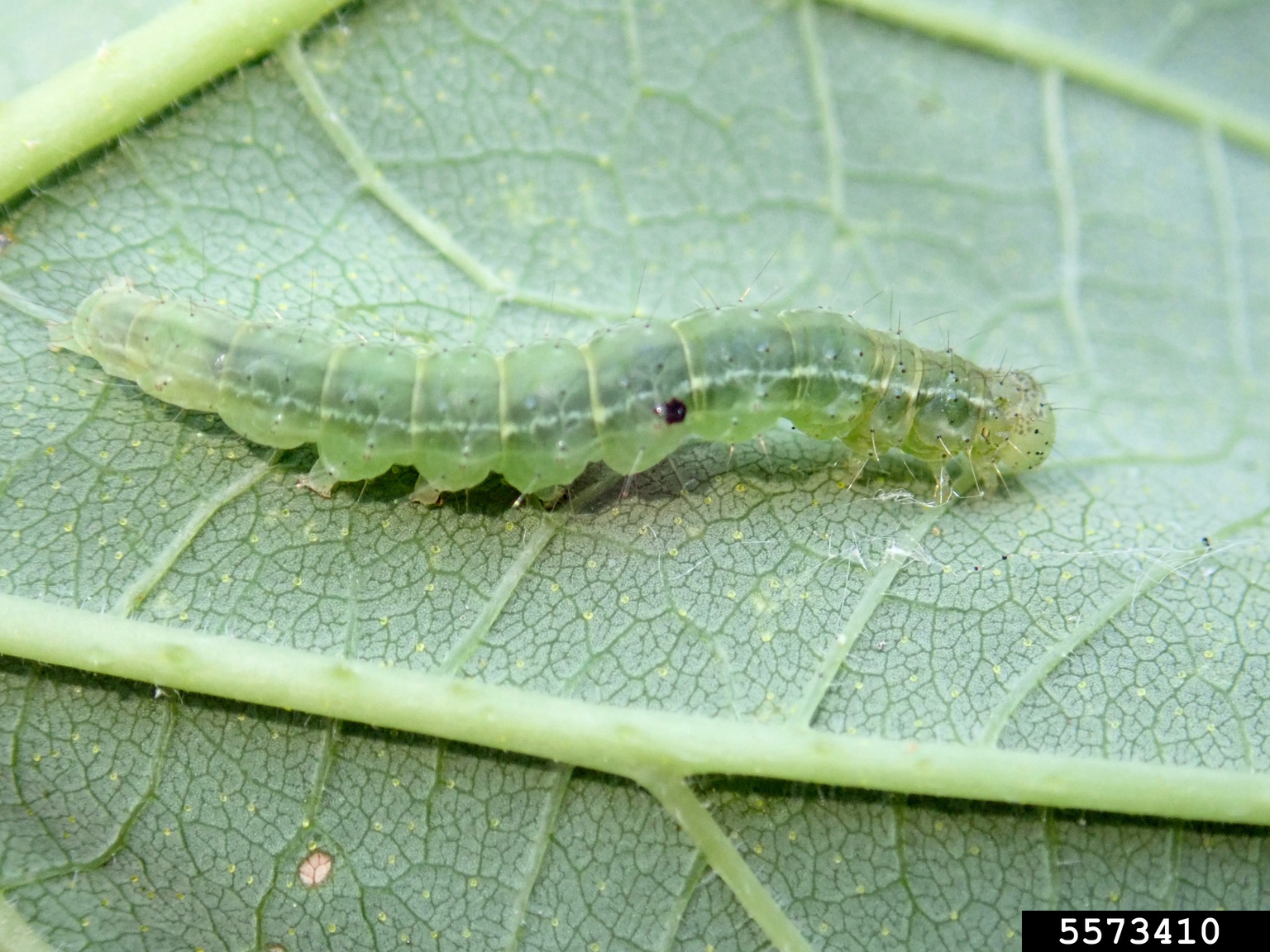 hop looper (Hypena humuli Harris)