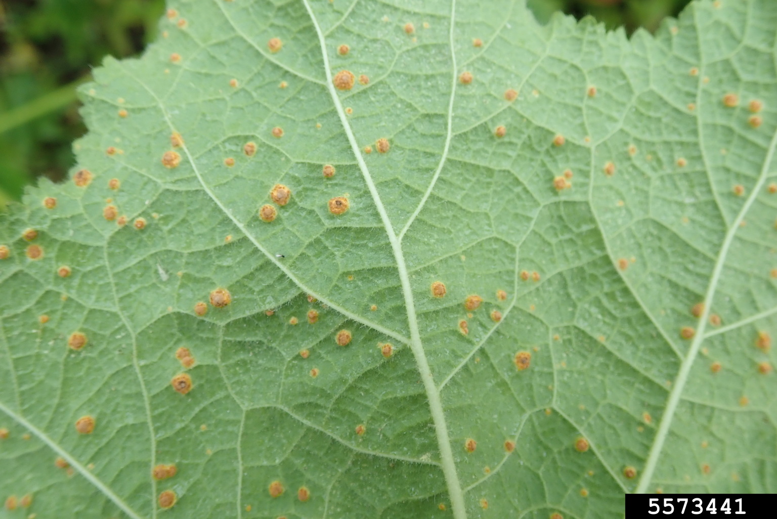 hollyhock rust (Puccinia malvacearum)