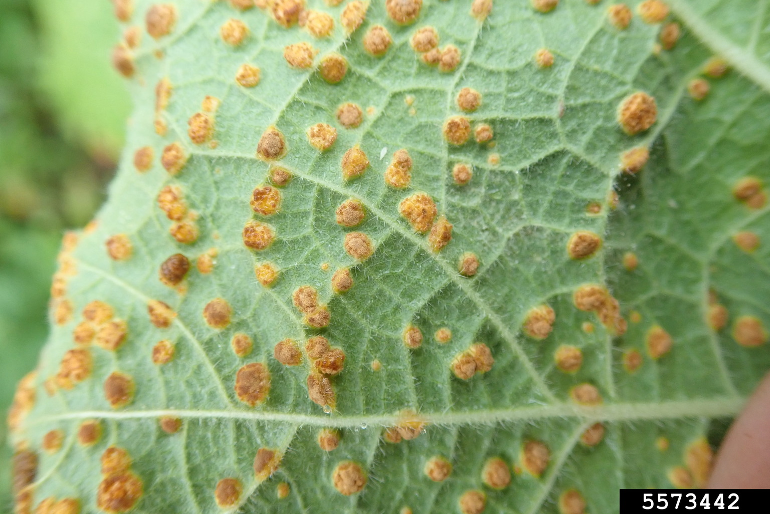 hollyhock rust (Puccinia malvacearum Bertero ex Mont.)
