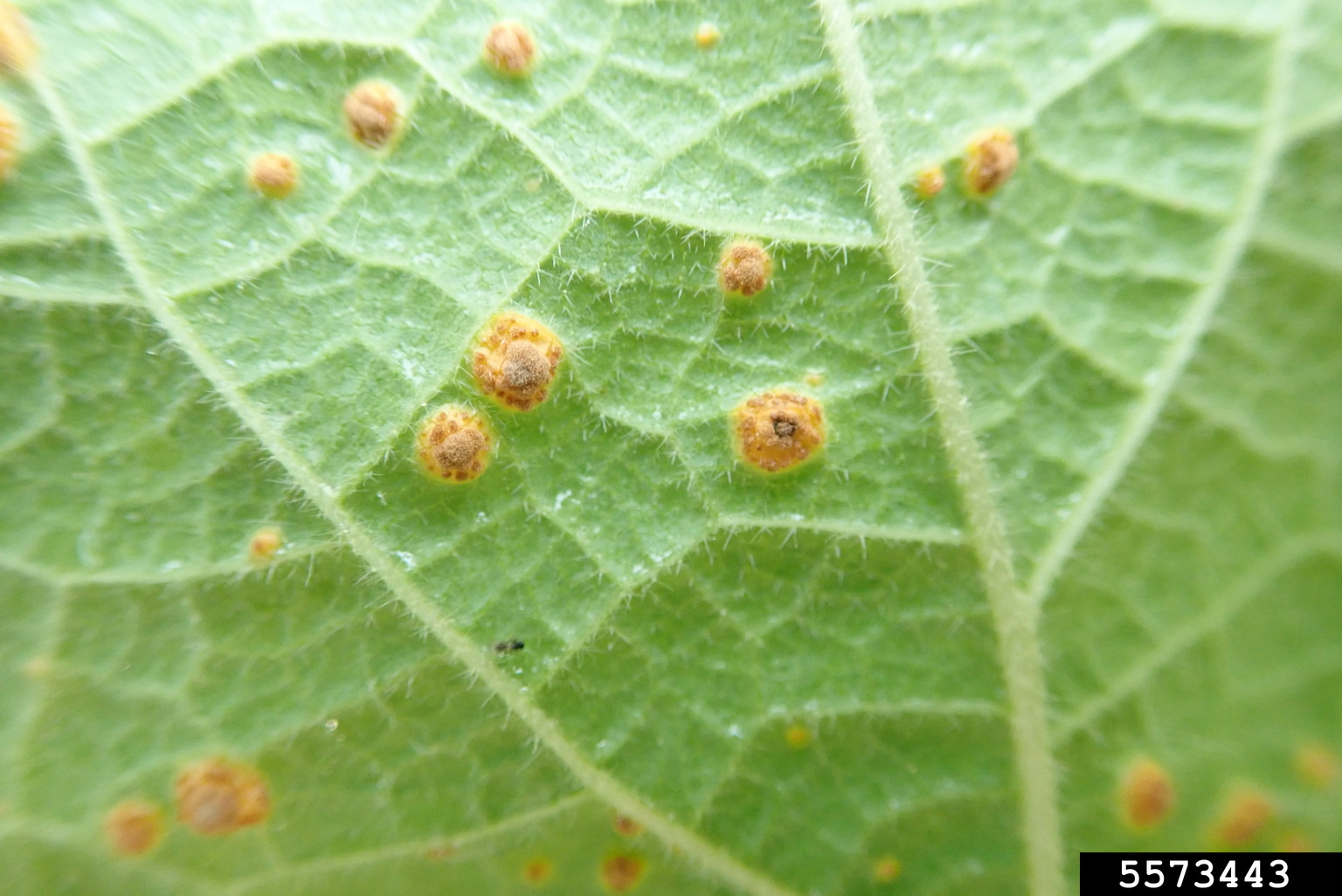 hollyhock rust (Puccinia malvacearum Bertero ex Mont.)