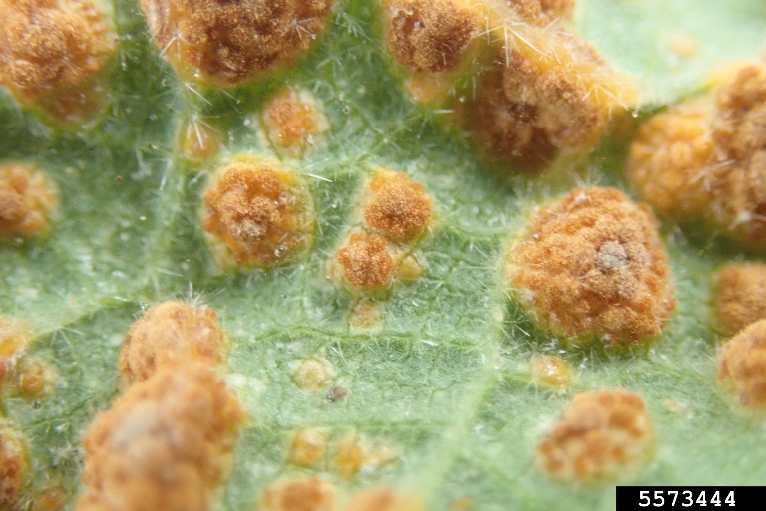 hollyhock rust (Puccinia malvacearum)