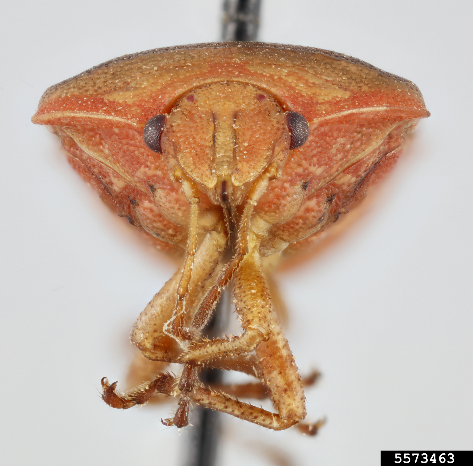 stink bug (Acledra dimidiaticollis (Spinola))