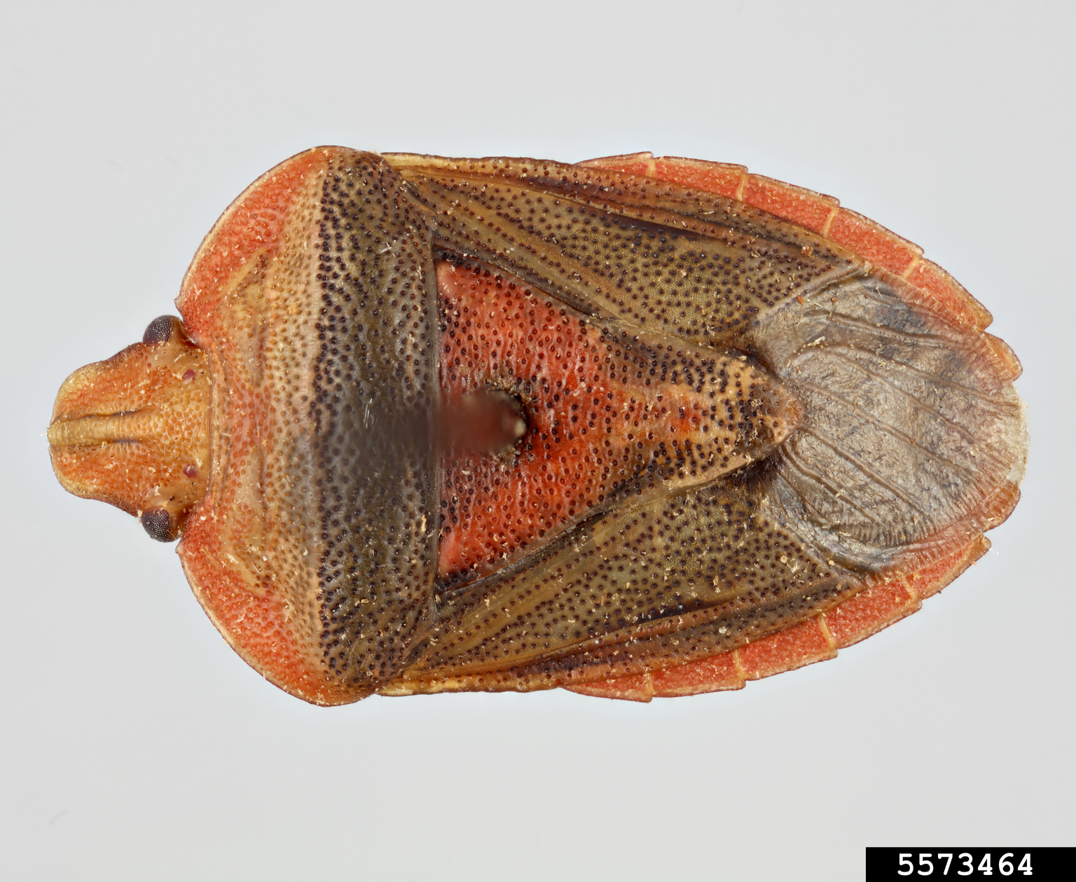 stink bug (Acledra dimidiaticollis (Spinola))
