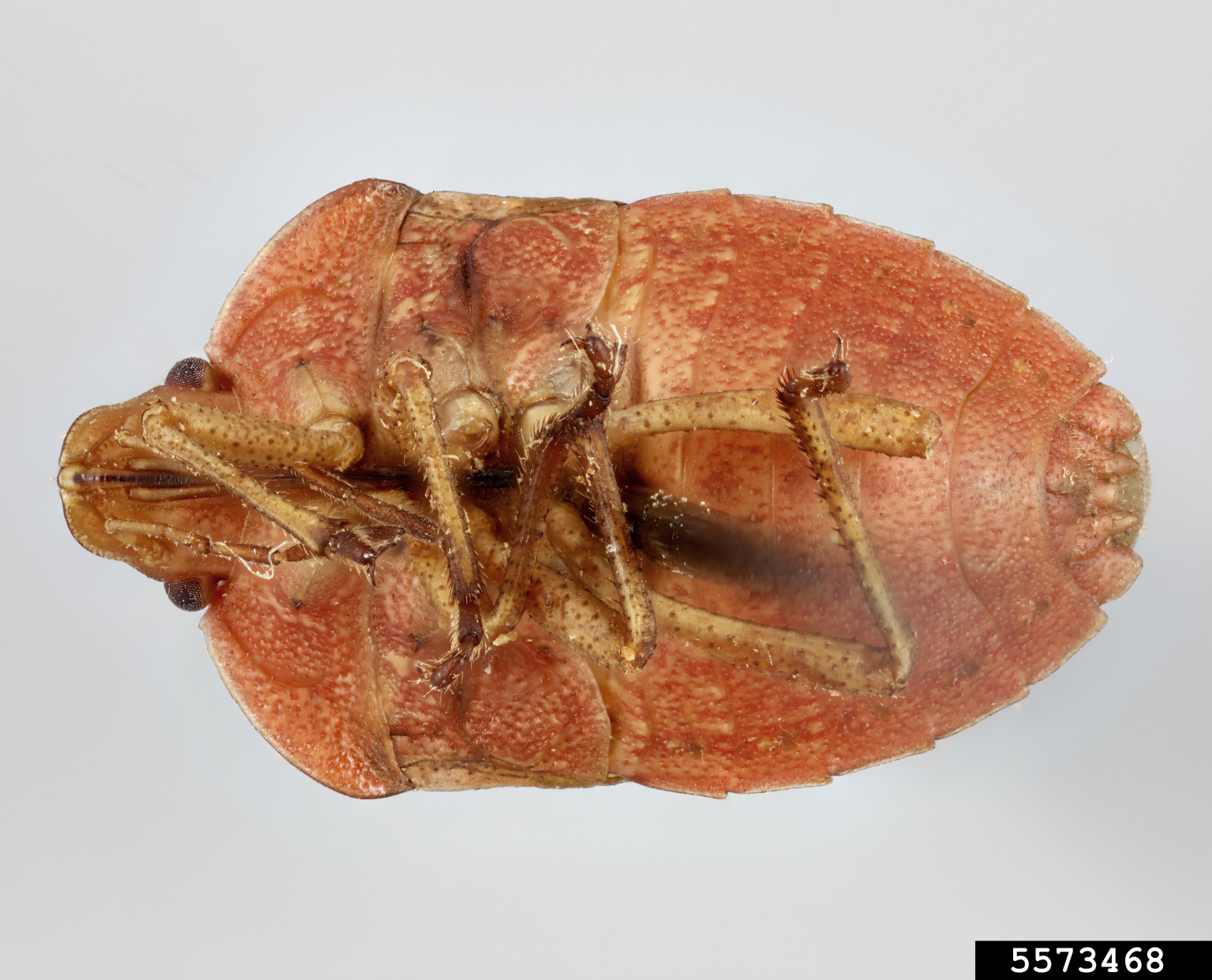 stink bug, Acledra dimidiaticollis (Hemiptera: Pentatomidae) - 5573468