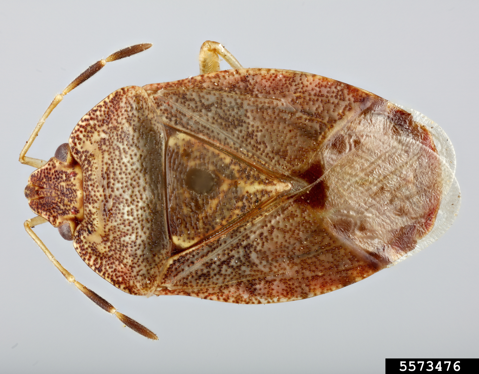 shield bug (Acrophyma frigidula)