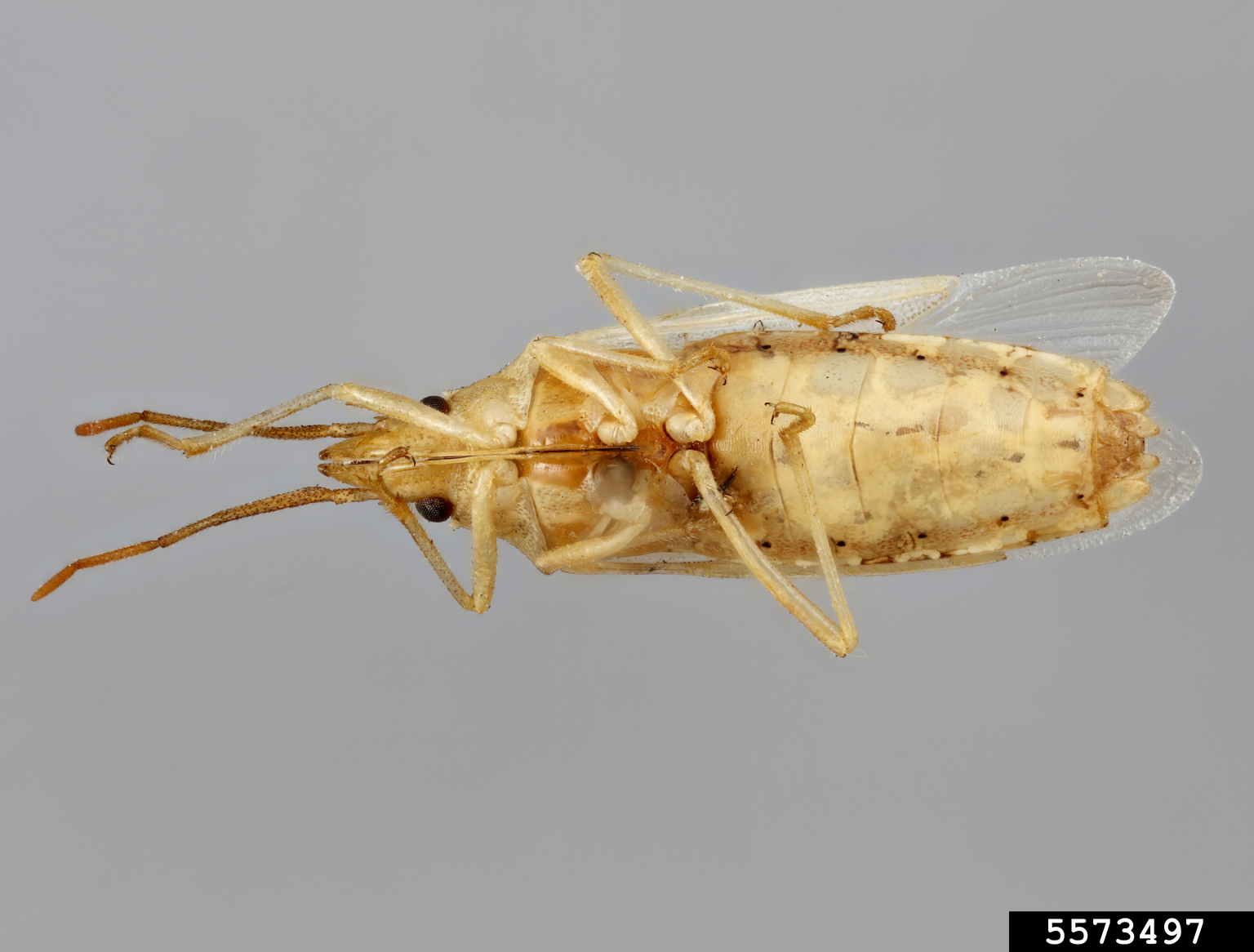 stink bug (Mecidea indica Dallas)