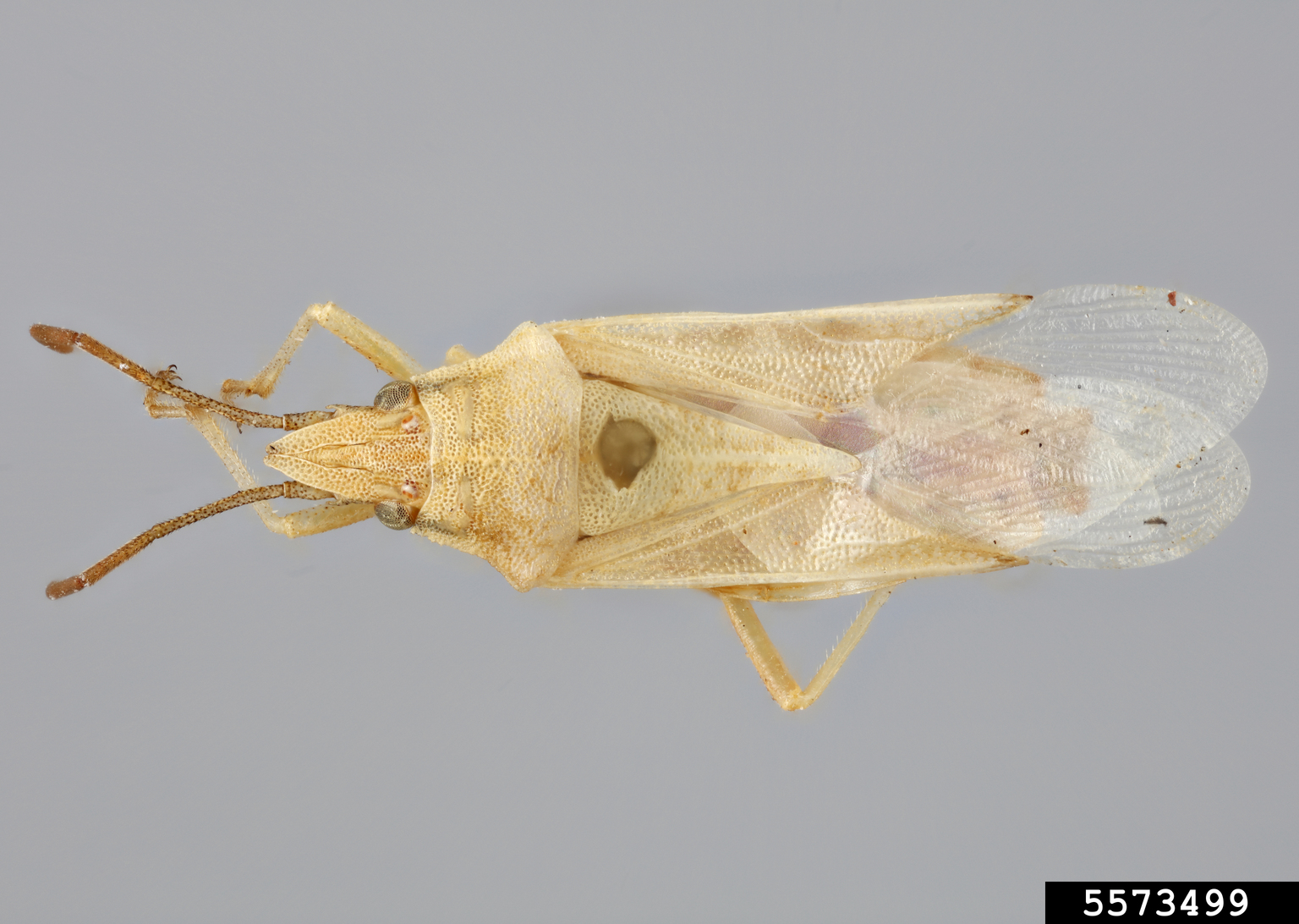 stink bug (Mecidea indica Dallas)