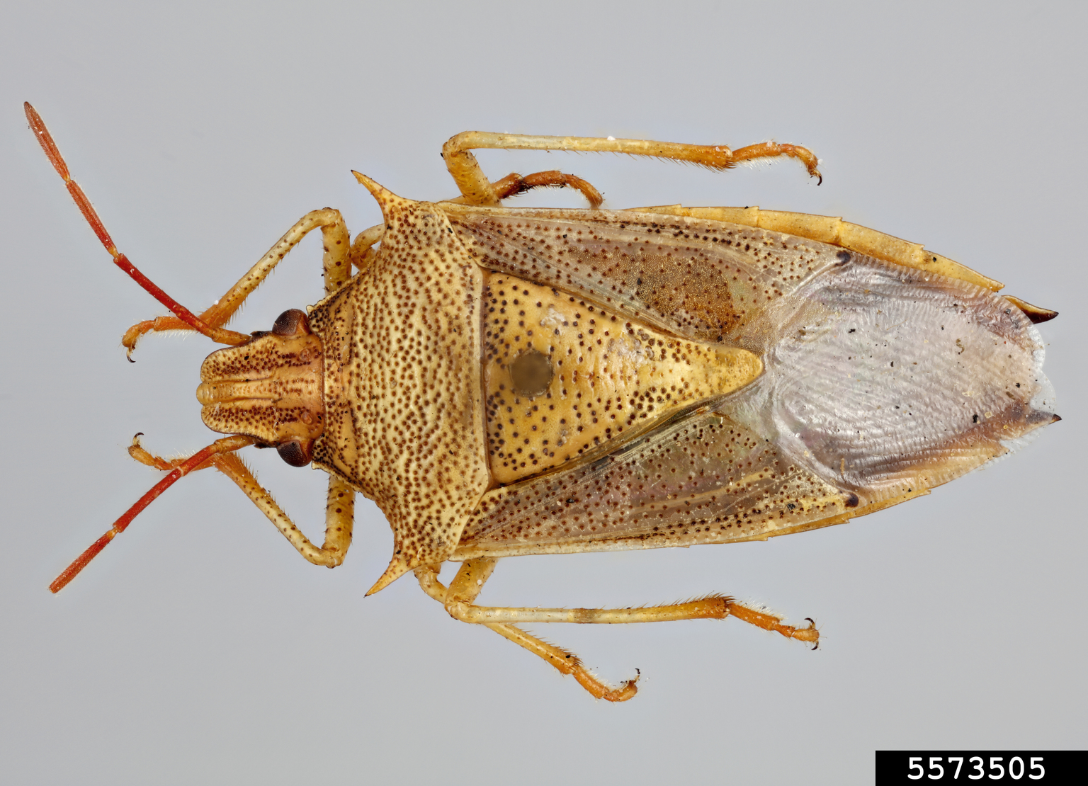 Rice Stink Bug Oebalus Pugnax rice-stink-bug-oebalus-pugnax