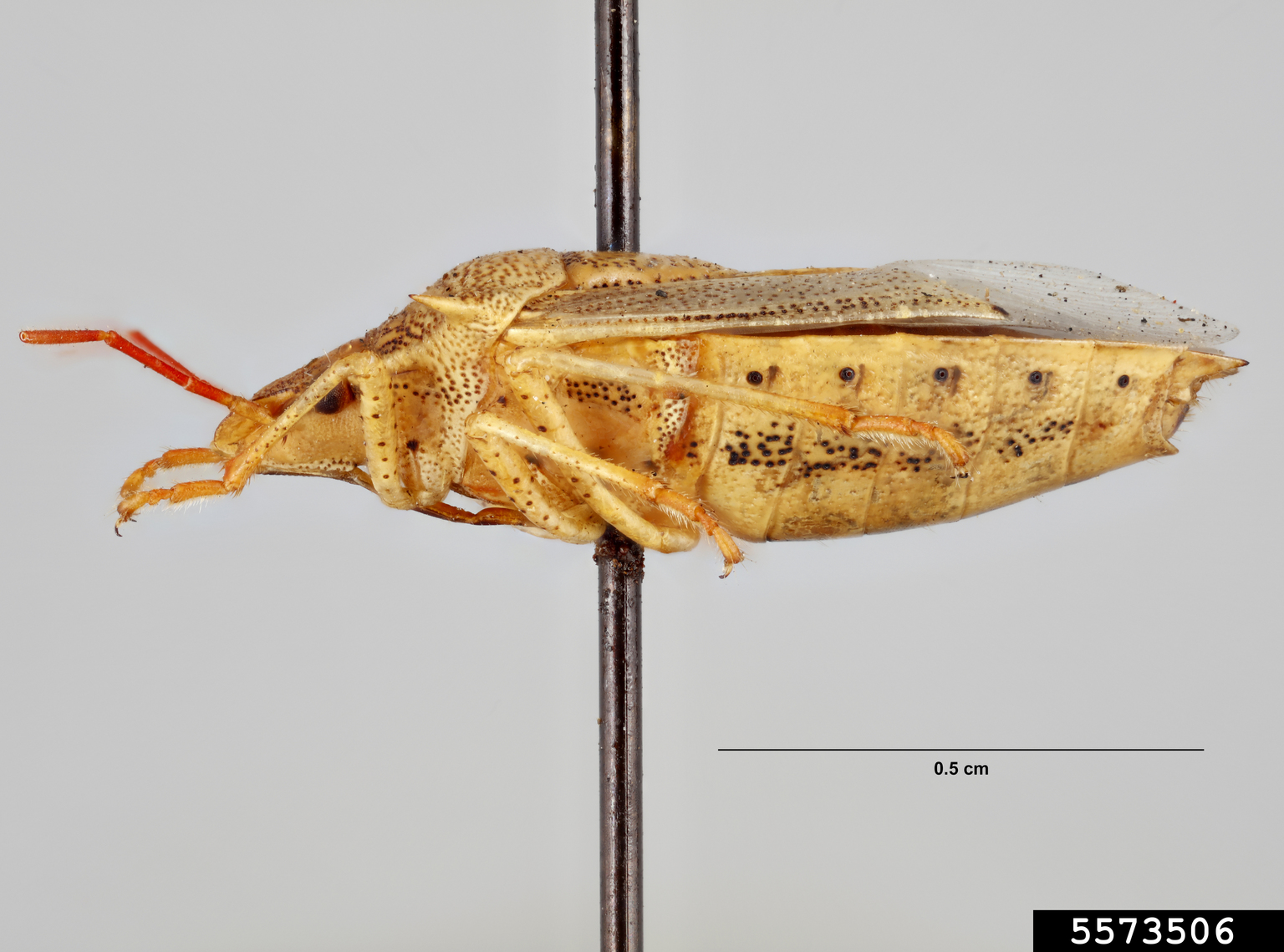 rice stink bug (Oebalus pugnax (Fabricius))