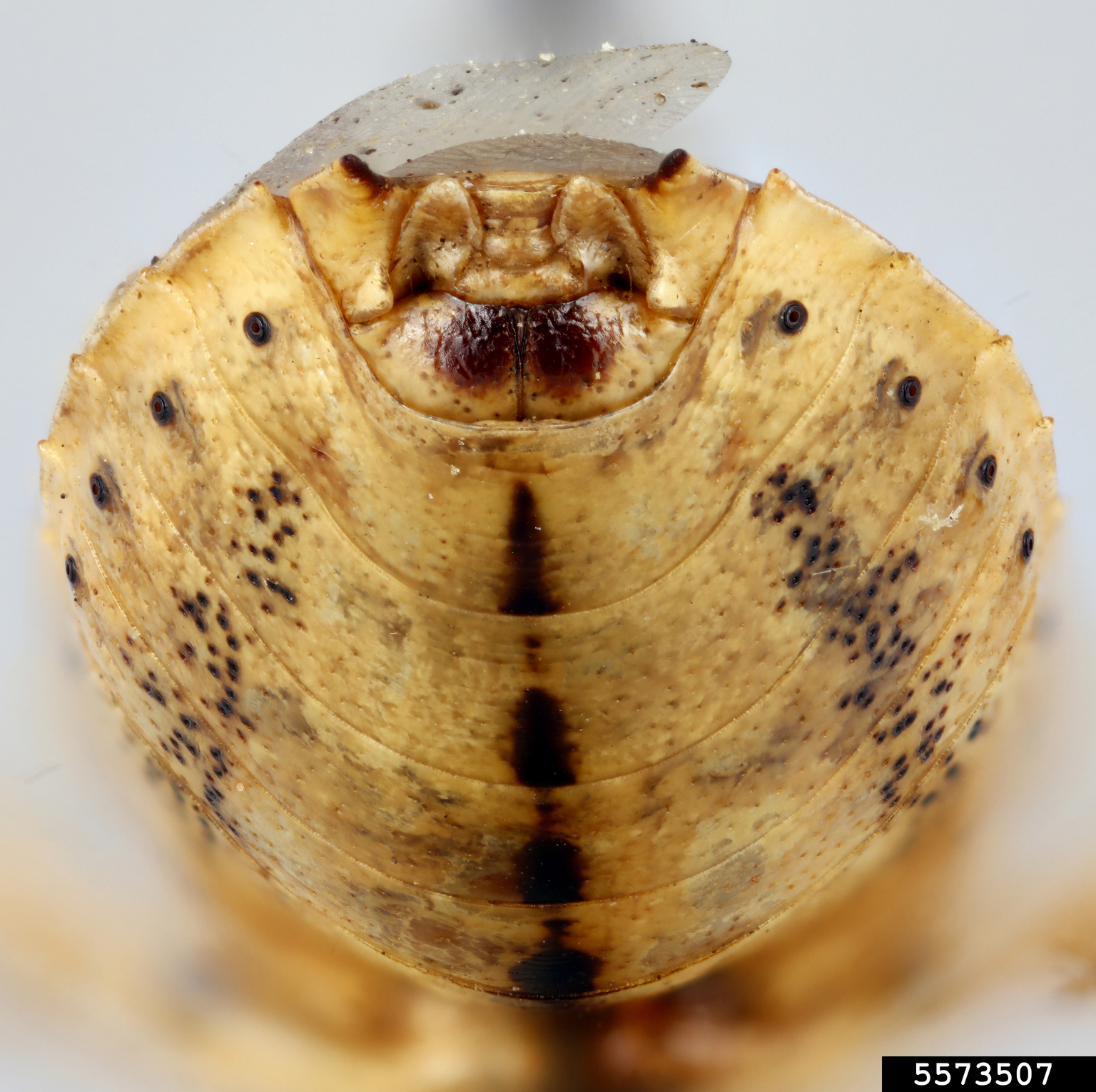 rice stink bug, Oebalus pugnax (Hemiptera: Pentatomidae) - 5573507