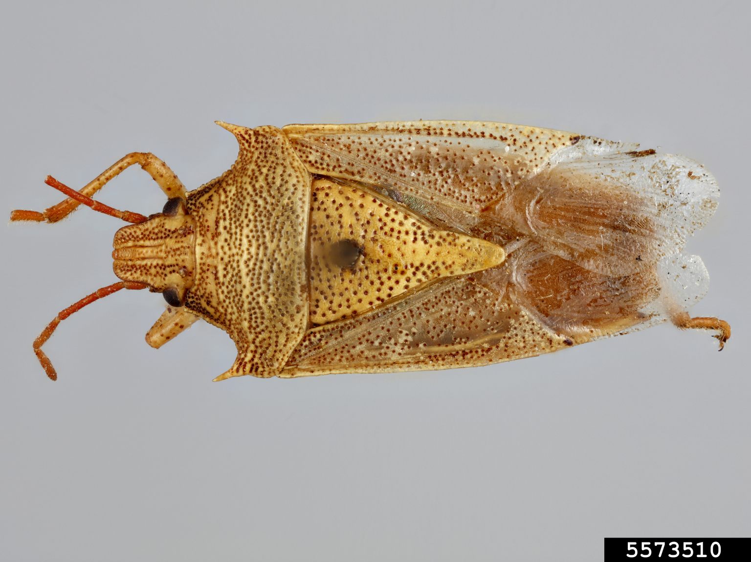 rice stink bug (Oebalus pugnax (Fabricius))