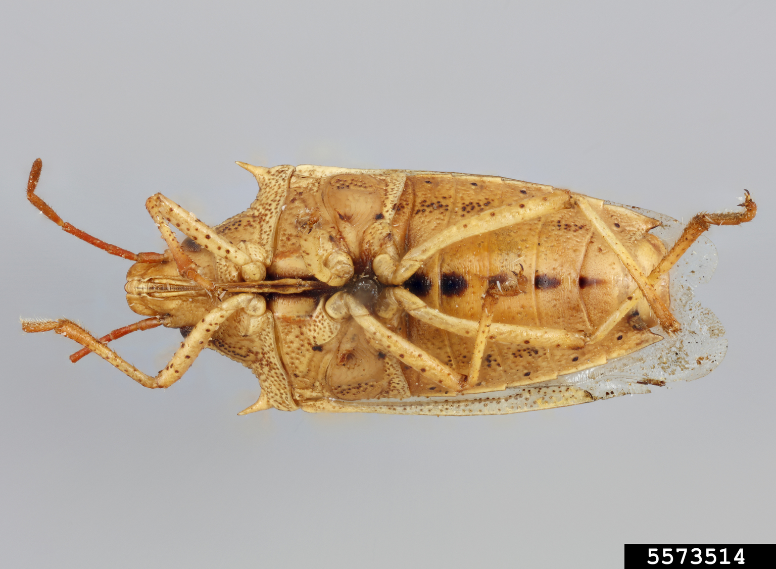 rice stink bug (Oebalus pugnax)
