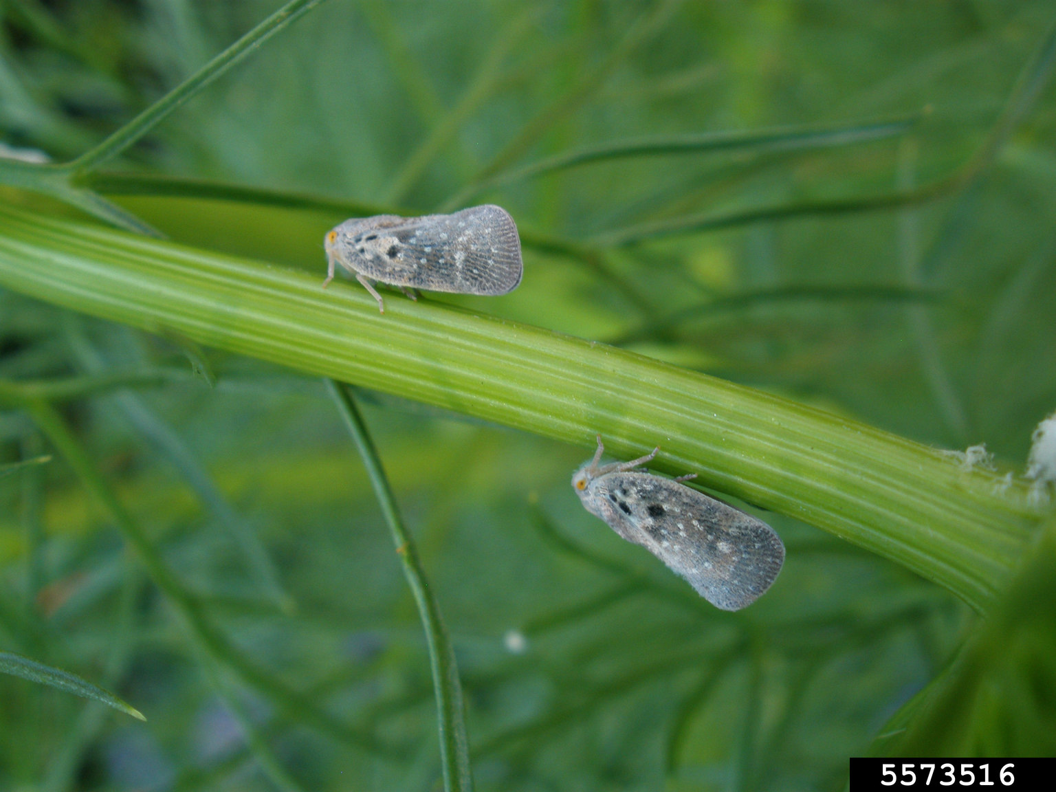 white planthopper (Metcalfa pruinosa (Say))