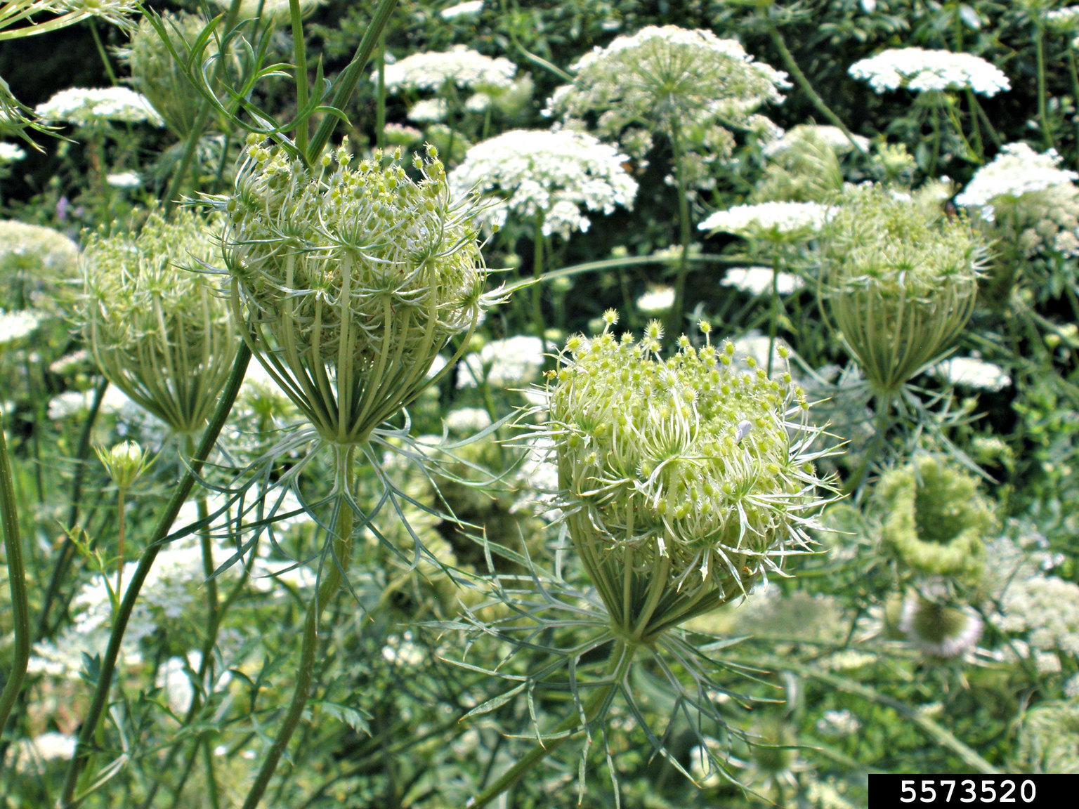 Queen Anne's lace, wild carrot (Daucus carota L.)