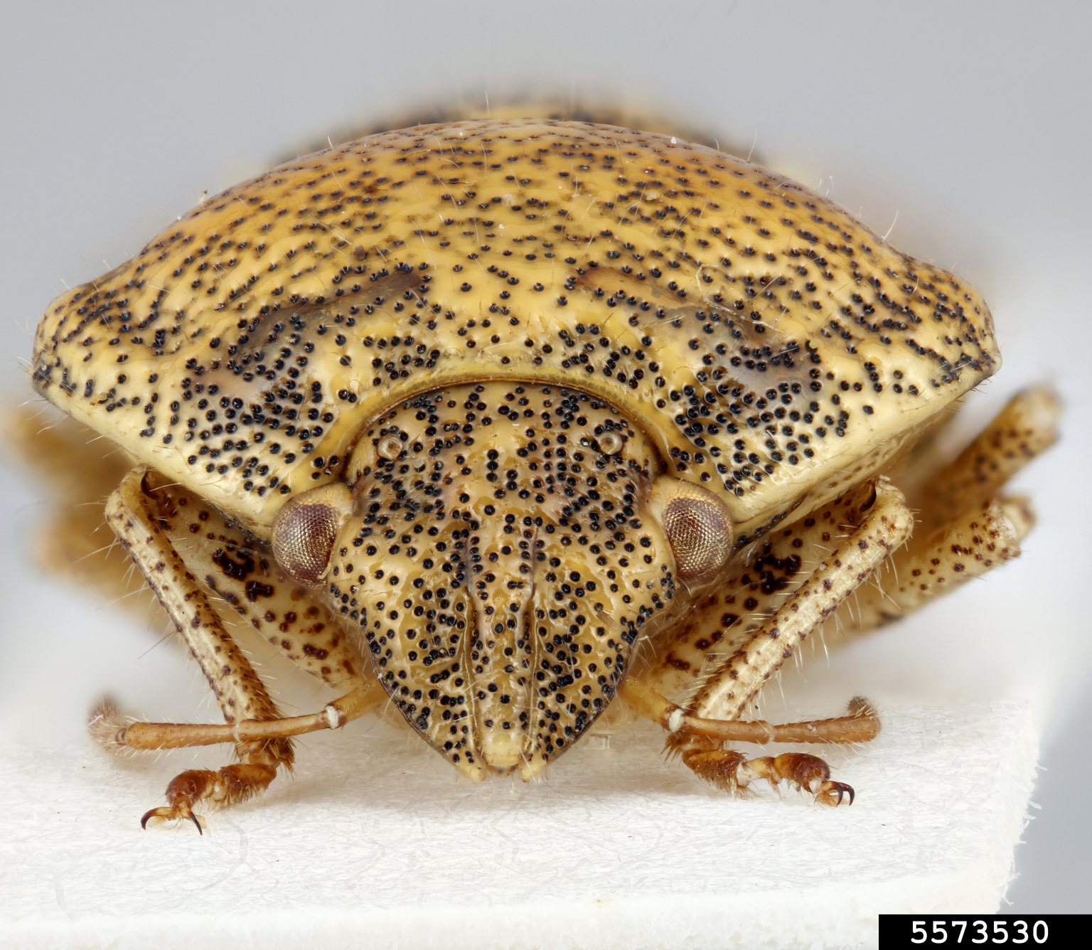 stink bug (Staria lunata (Hahn))