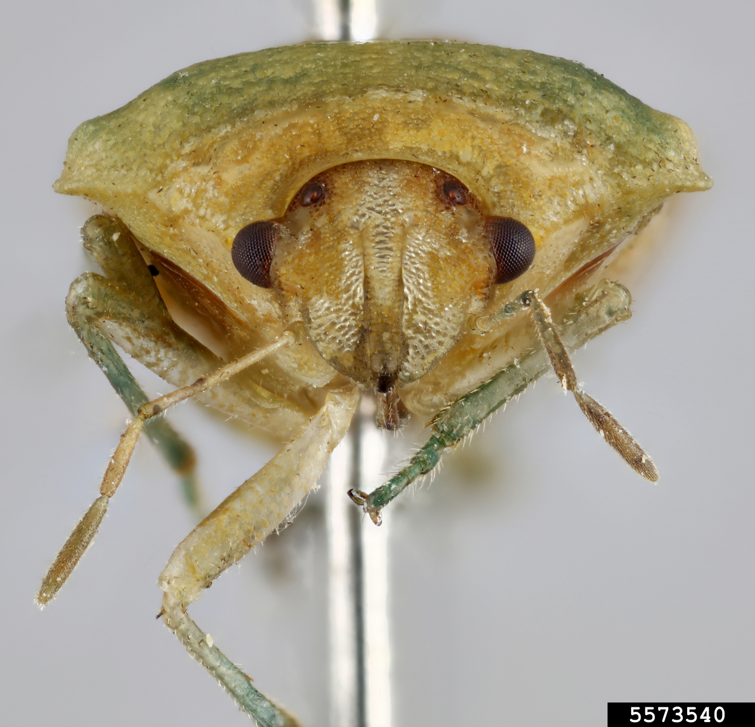 stink bug (Tepa panda)