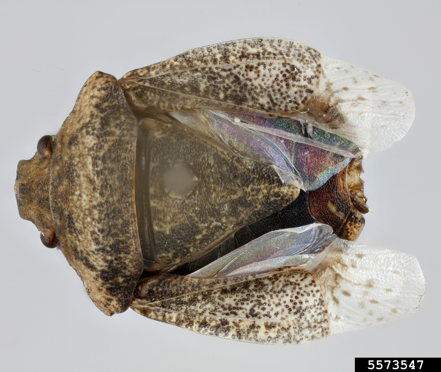 stink bug (Tepa panda (Van Duzee))