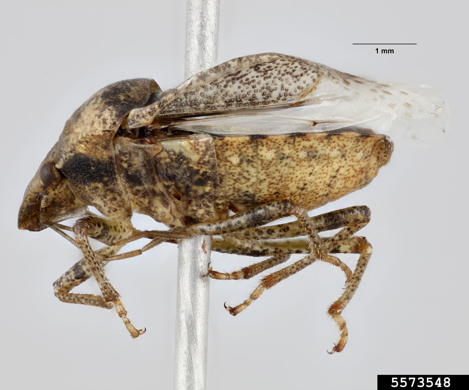 stink bug (Tepa panda (Van Duzee))