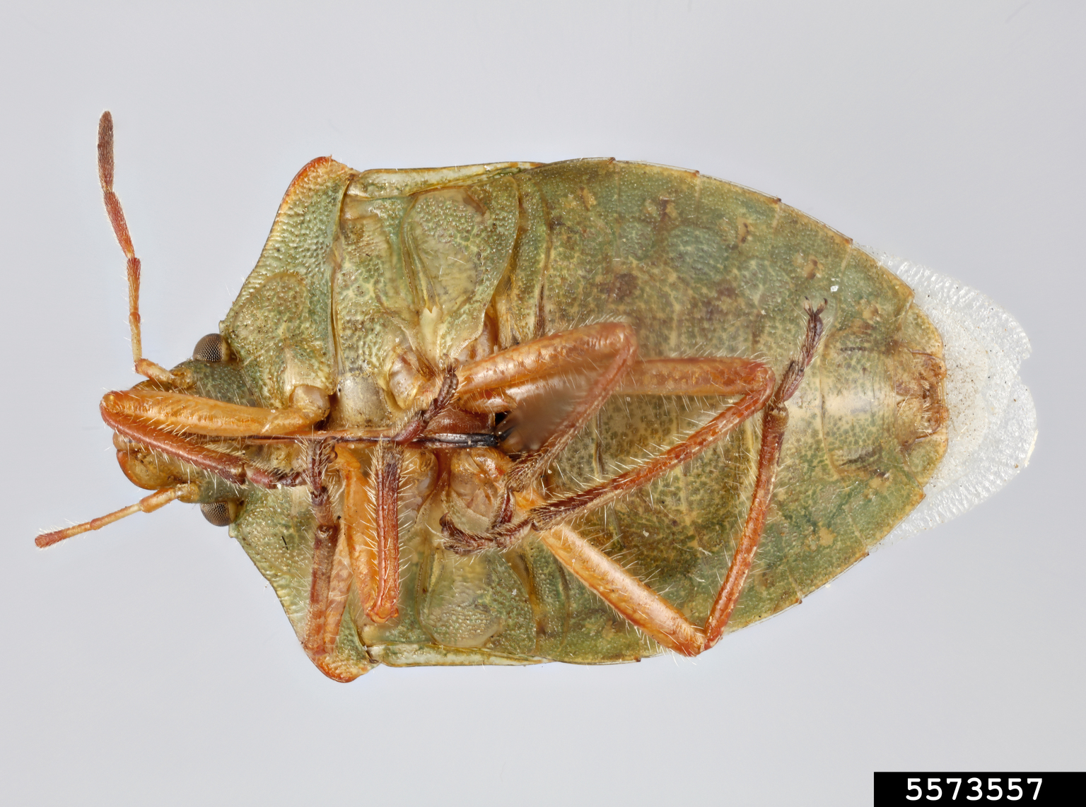 stink bug (Thyanta juvenca)