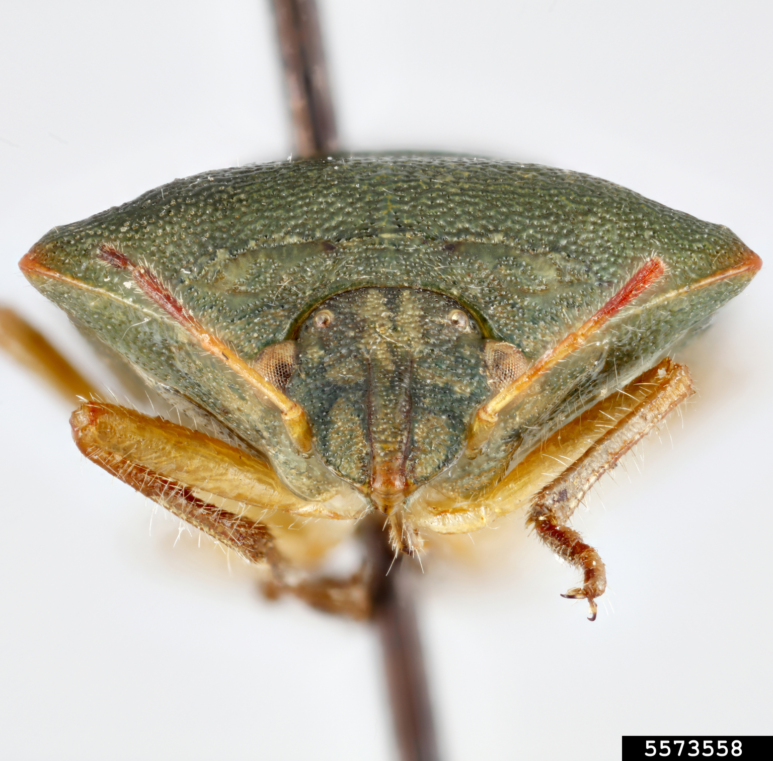 stink bug (Thyanta juvenca Stål)