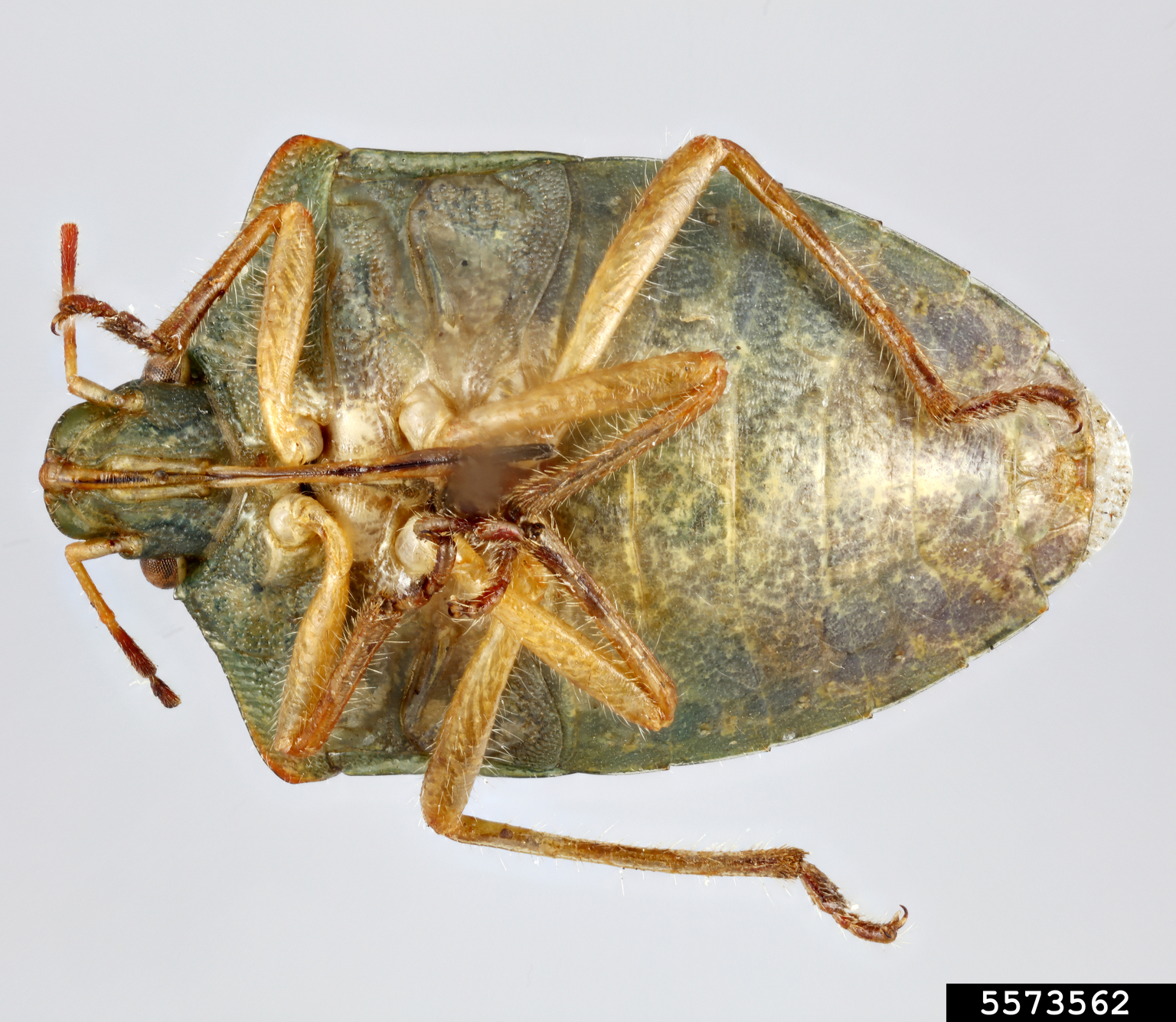 stink bug (Thyanta juvenca Stål)