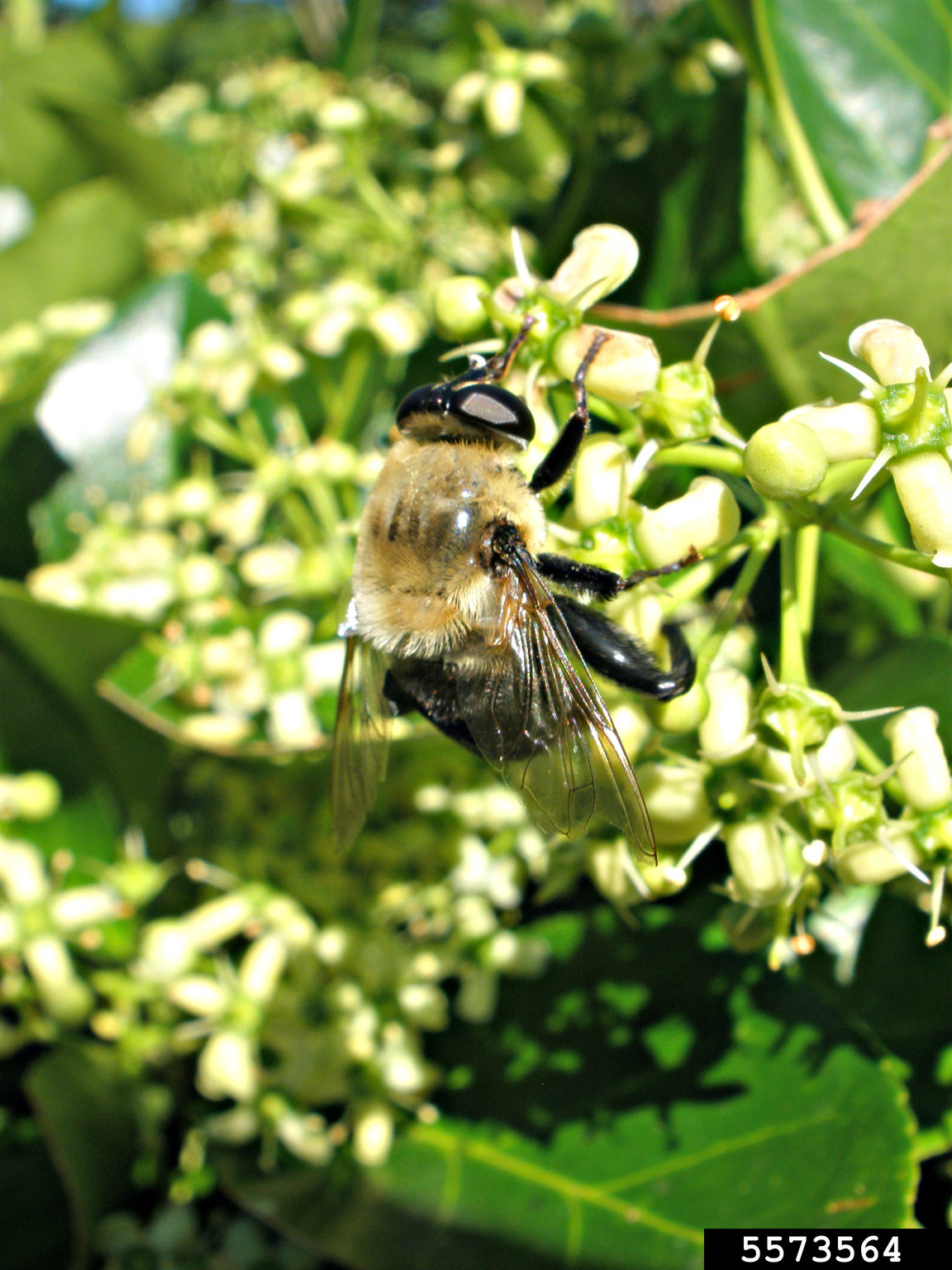 bee mimic syrphid flies (Mallota bautias)