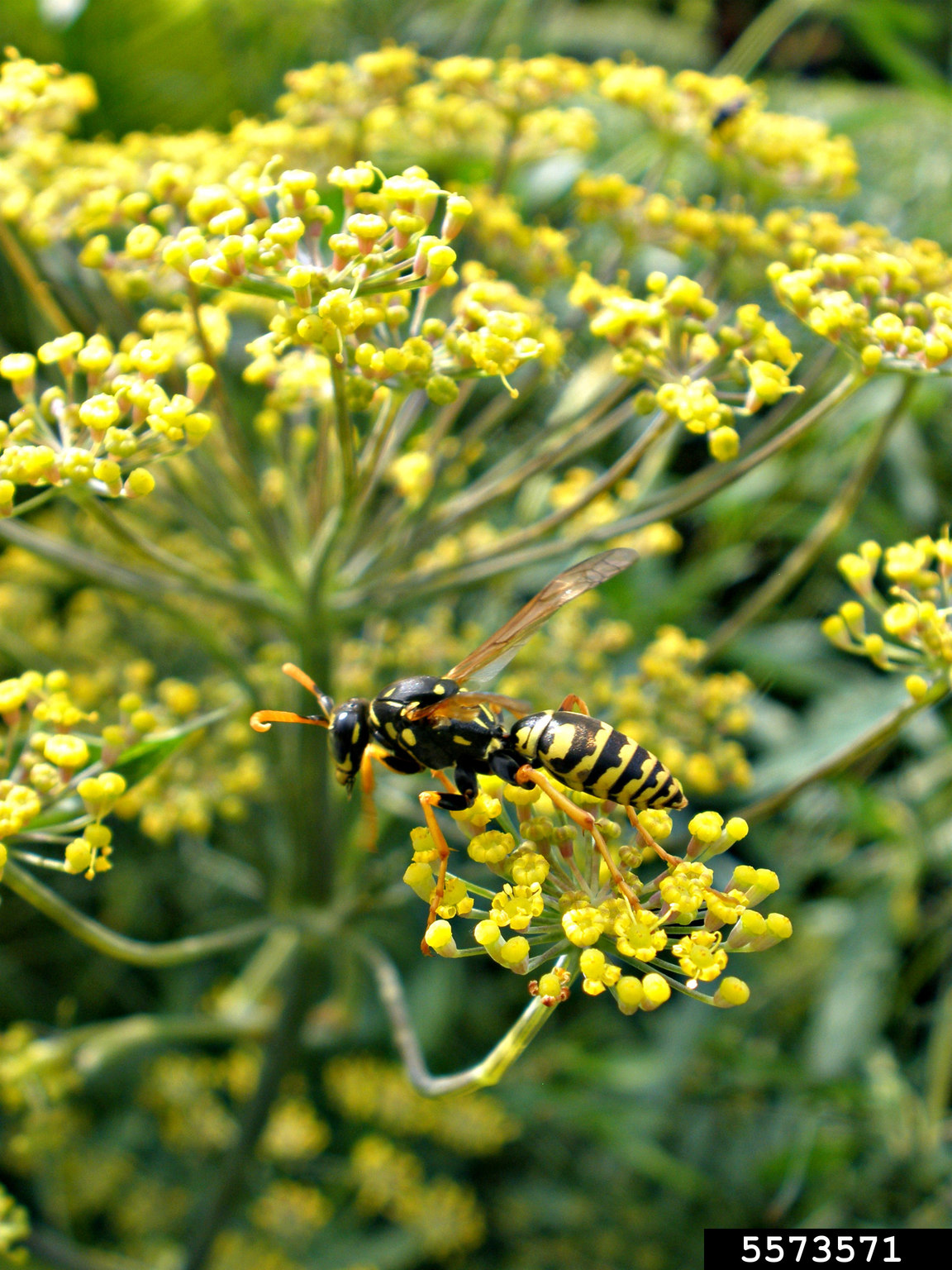 European paper wasp (Polistes dominula (Christ))