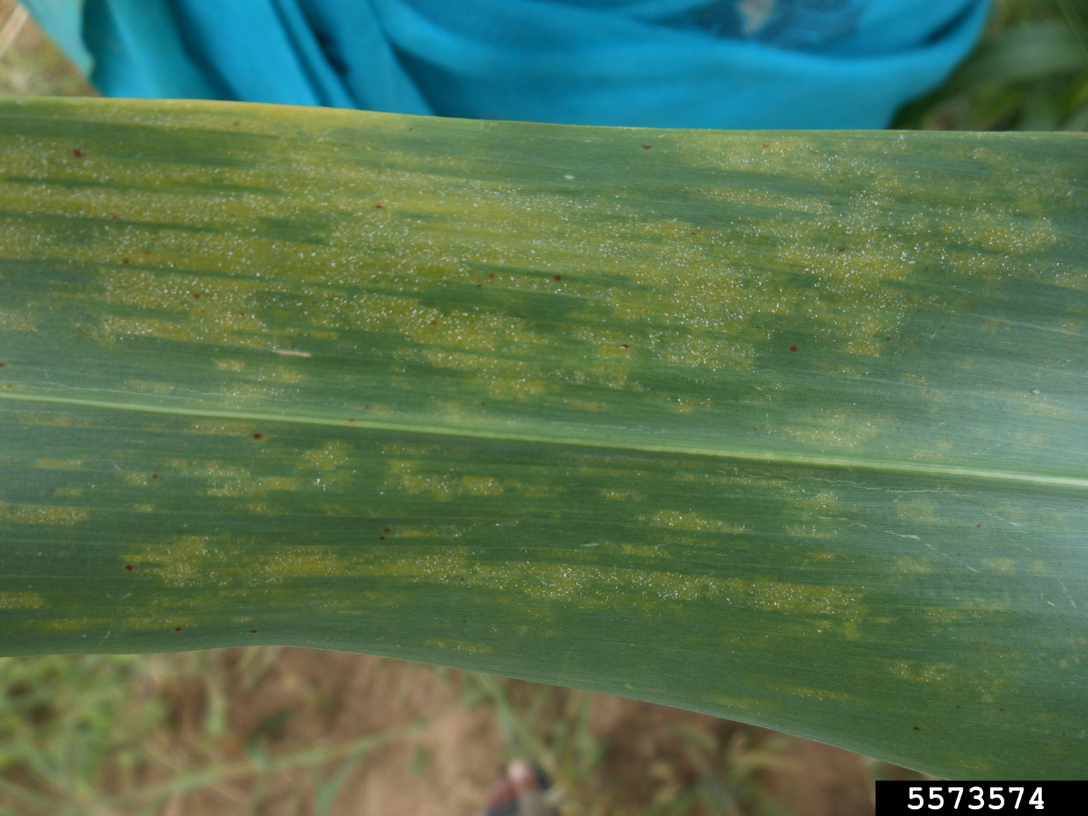 downy mildew (Sclerospora graminicola (Sacc.) J. Schrot.)