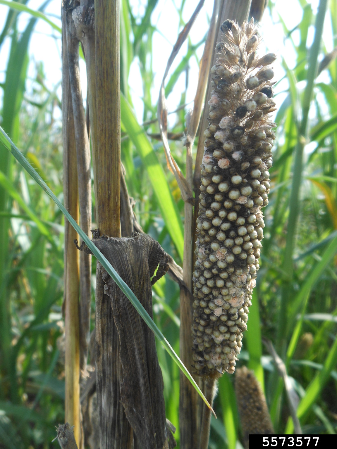 Fusarium pallidoroseum (Cooke) Sacc. (Synonym for Fusarium incarnatum ...