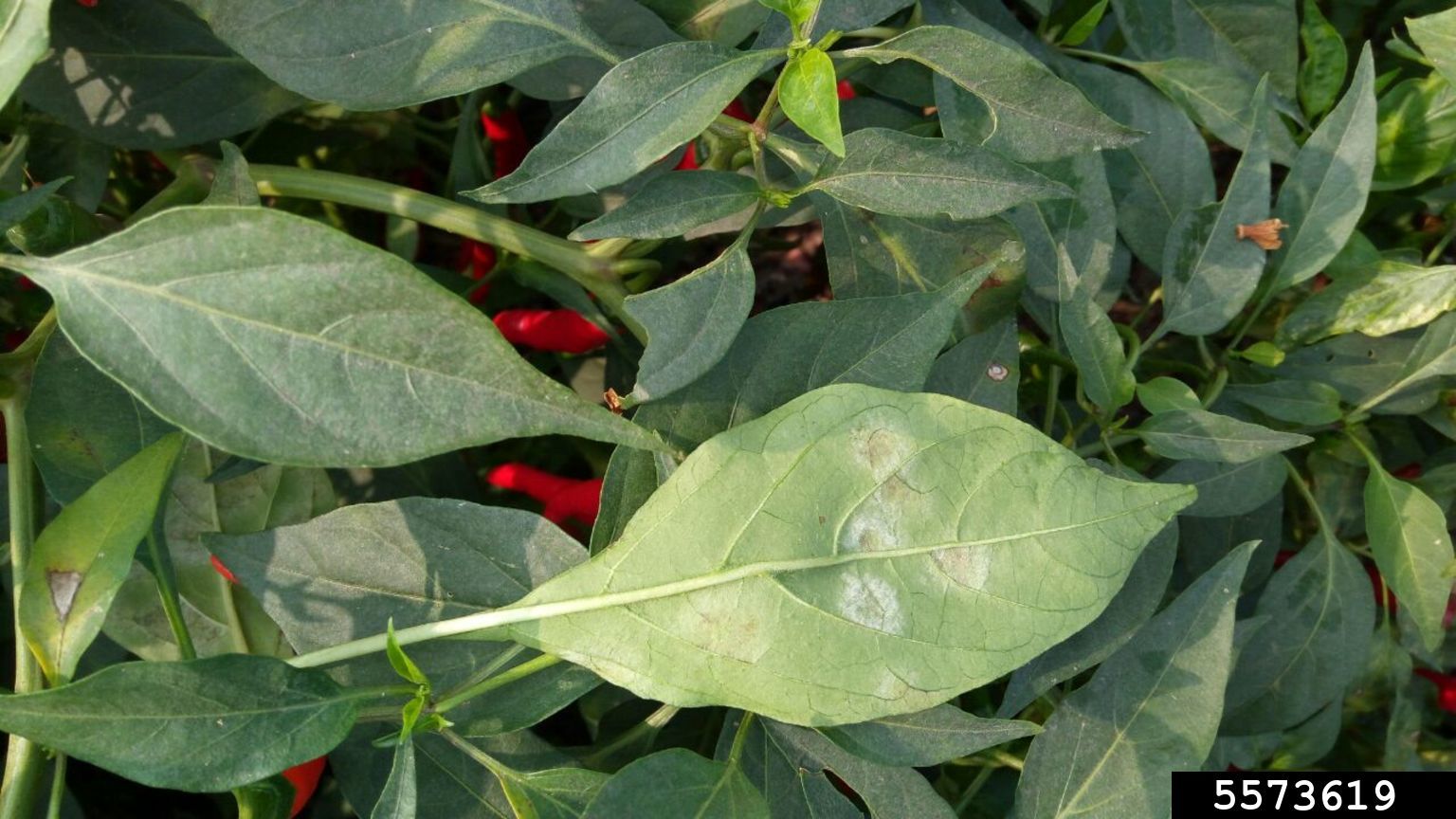 powdery mildew (Leveillula taurica)