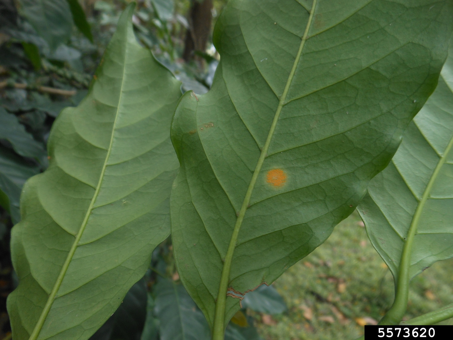 coffee leaf rust (Hemileia vastatrix Berk. and Broome)