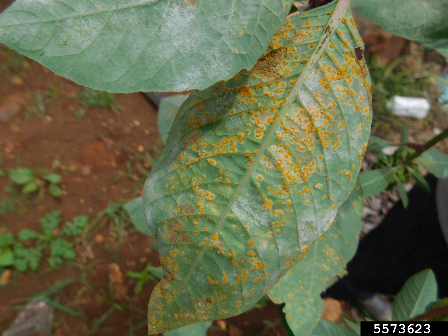 coffee leaf rust (Hemileia vastatrix Berk. and Broome)
