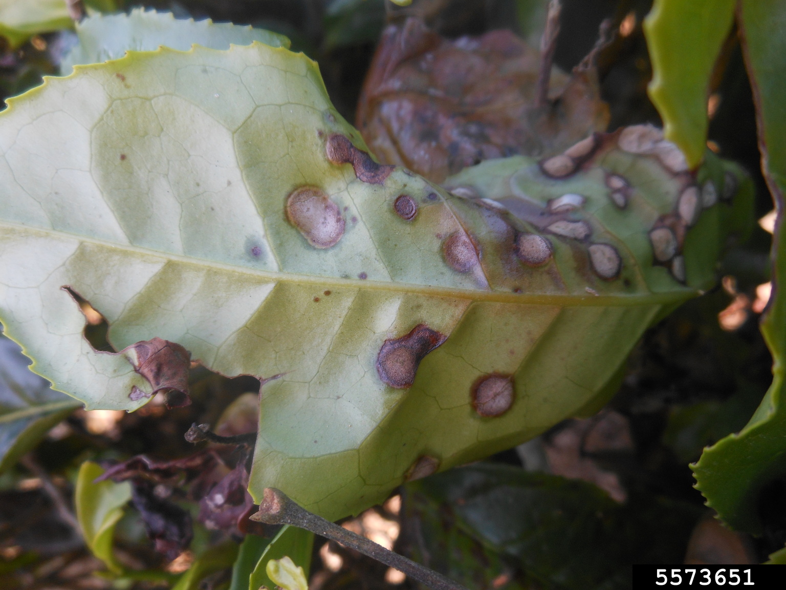 Camellia blister blight (Exobasidium vexans)
