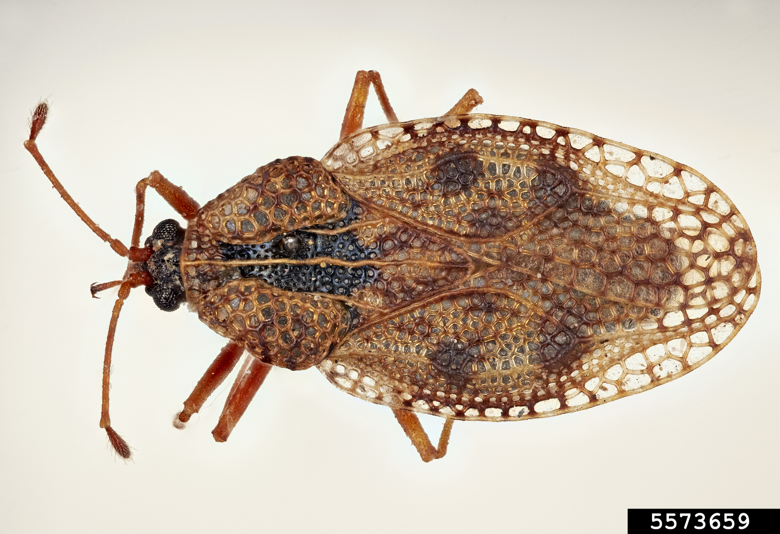 Lace bug (Dictyla humuli)