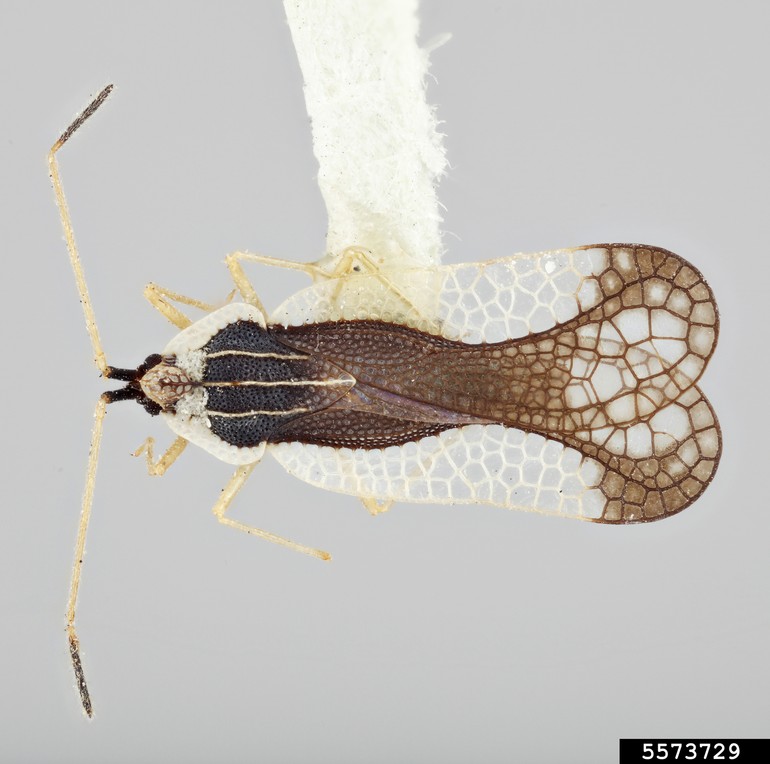 Lace bug (Leptopharsa ovantis)