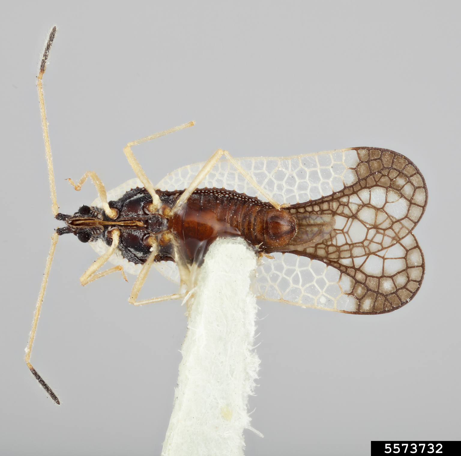 Lace bug (Leptopharsa ovantis)