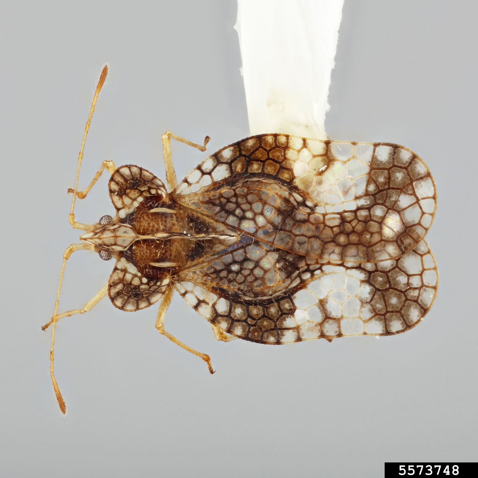 Lace bug (Stephanitis nashi)