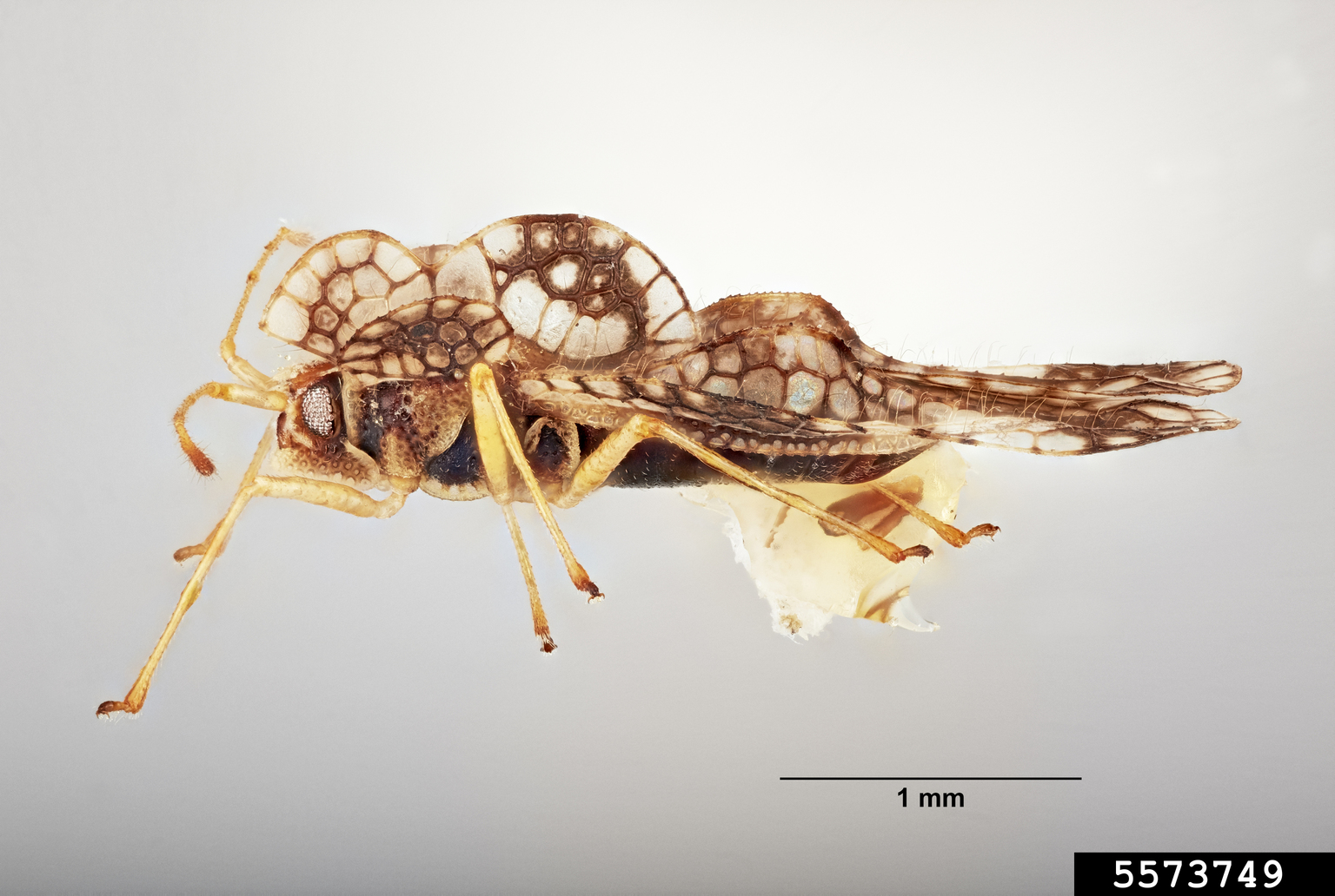 Lace bug (Stephanitis nashi Esaki & Takeya)