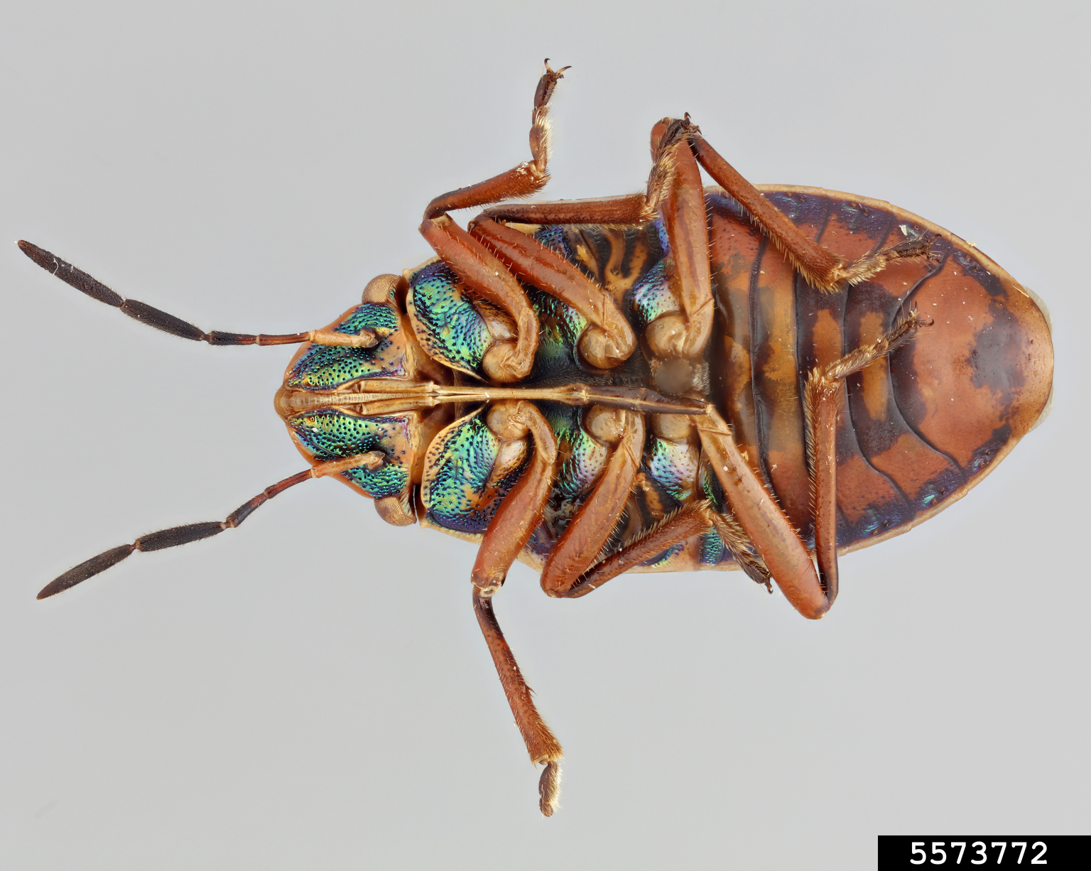 seed-feeding jewel bug, Agonosoma trilineatum (Hemiptera: Scutelleridae ...