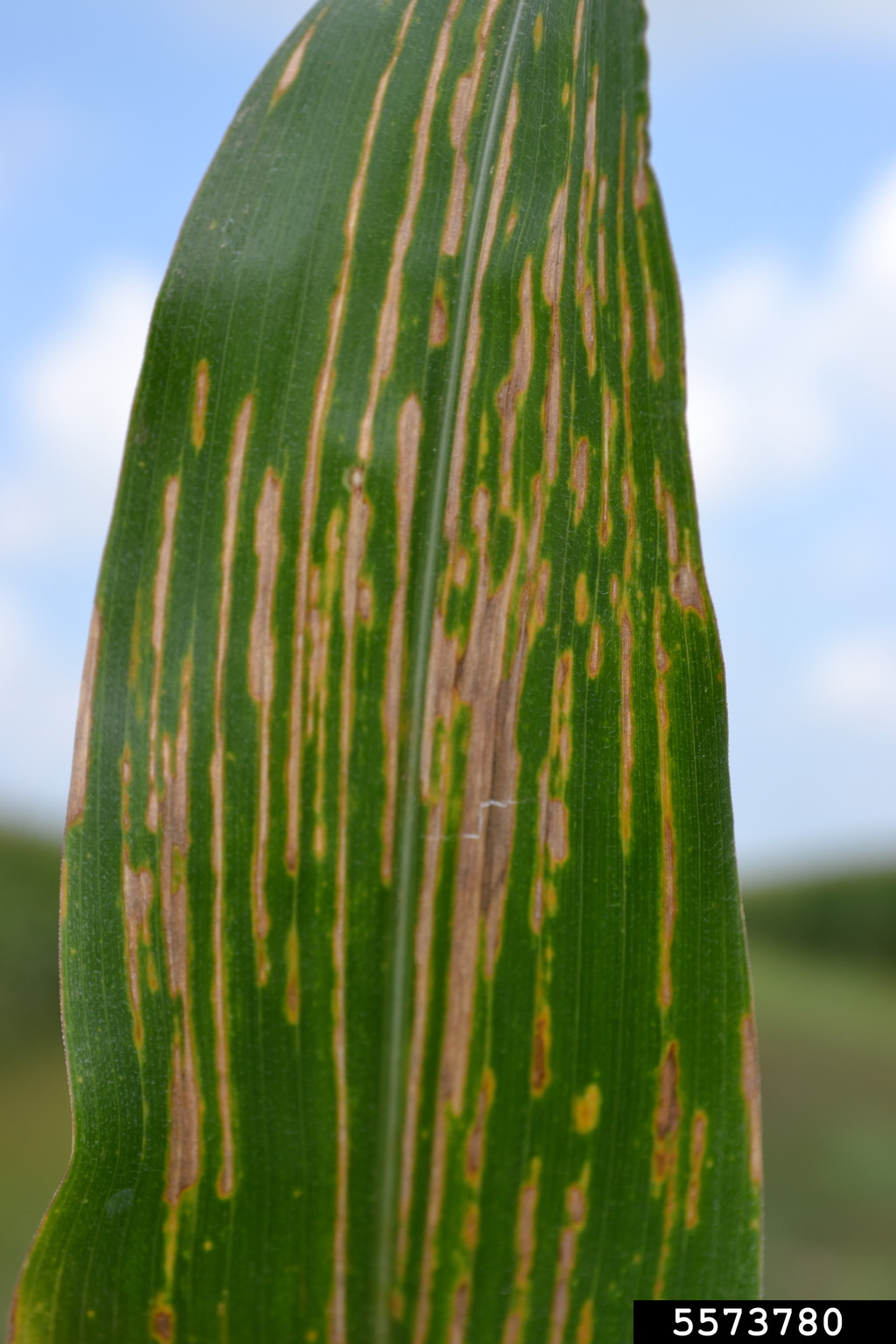 bacterial leaf streak (Xanthomonas vasicola pv. vasculorum)