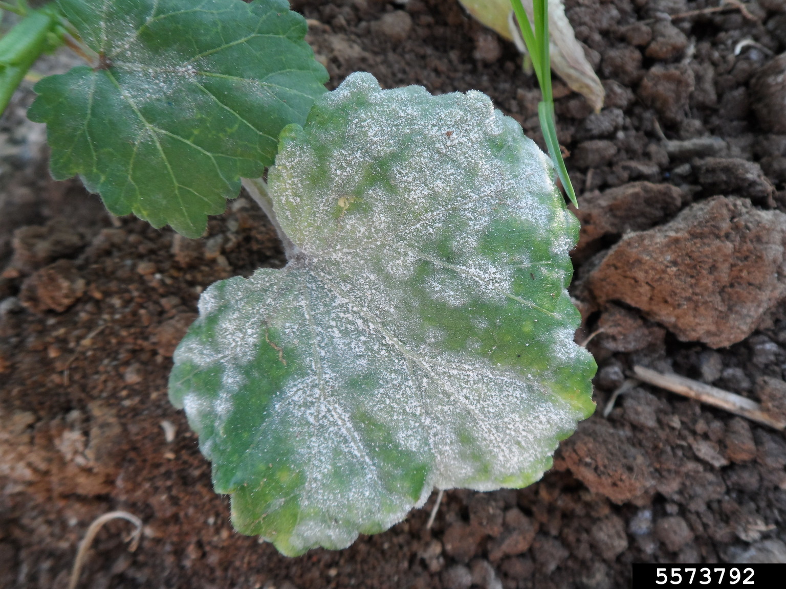 powdery mildew (Erysiphe cichoracearum)