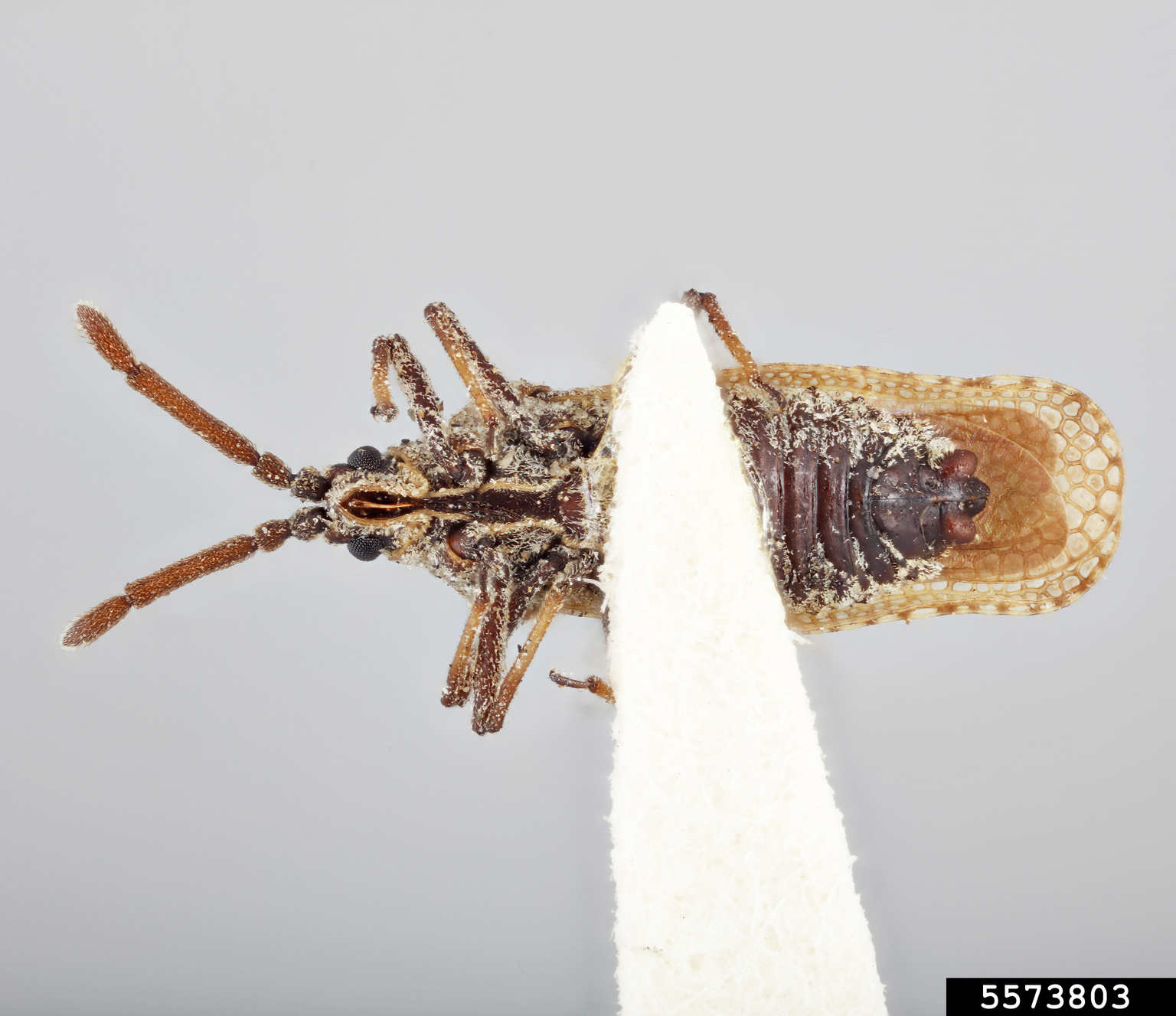 Lace bug (Teleonemia nigrina Champion)