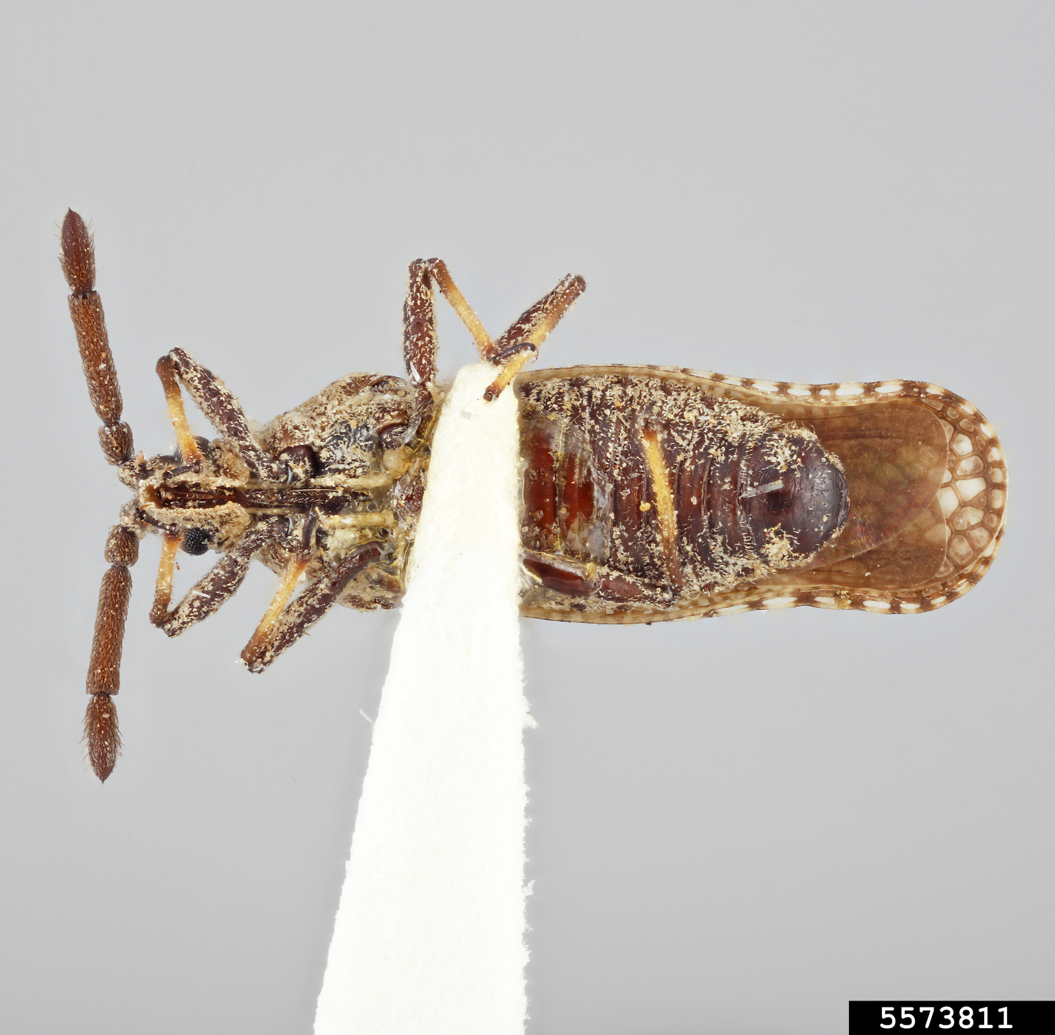 Lace bug (Teleonemia nigrina)